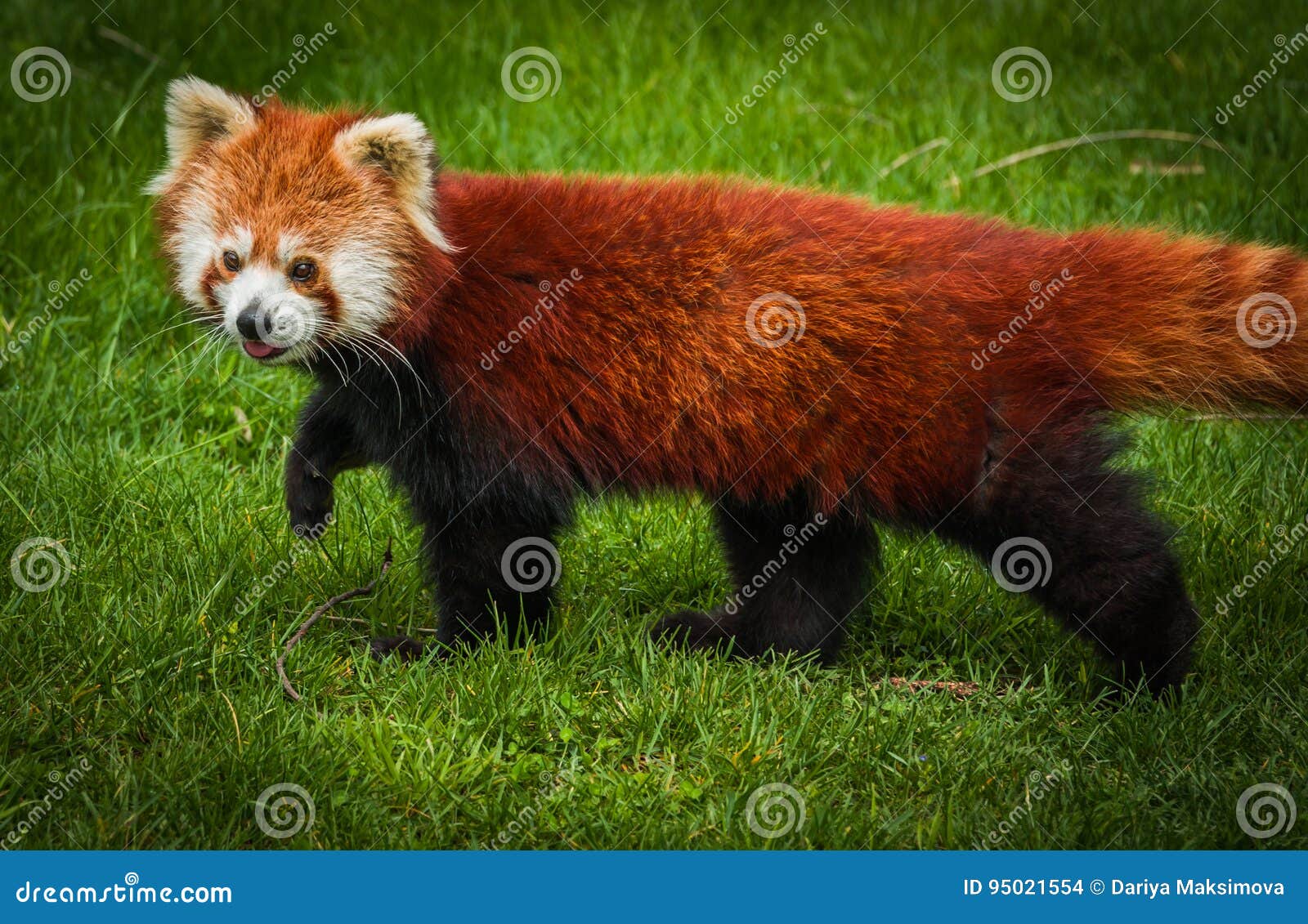 Portrait of Red Panda, Also Called Lesser Panda Stock Photo - Image of ...