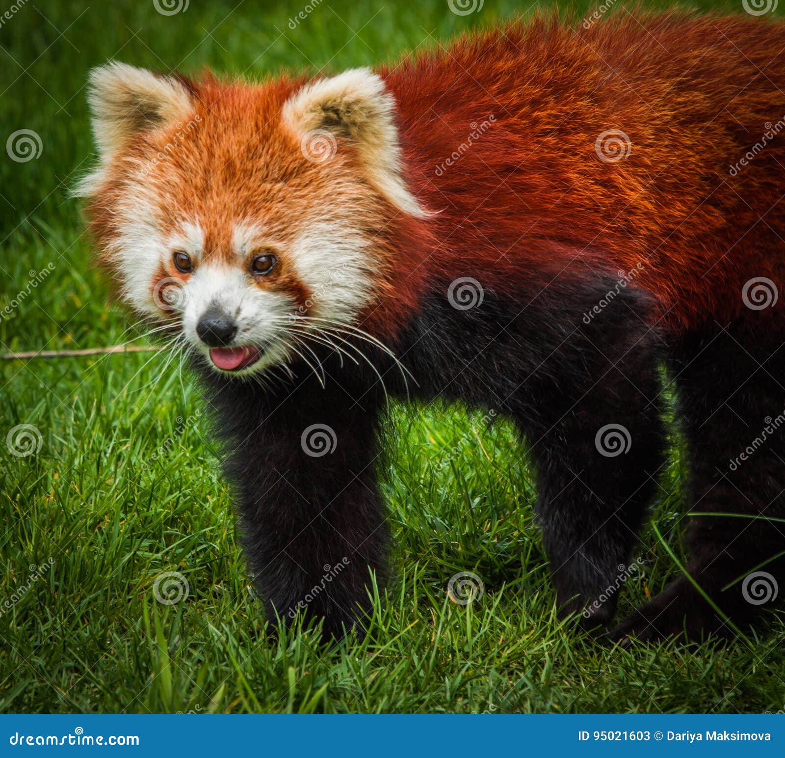 Portrait of Red Panda, Also Called Lesser Panda Stock Image - Image of ...