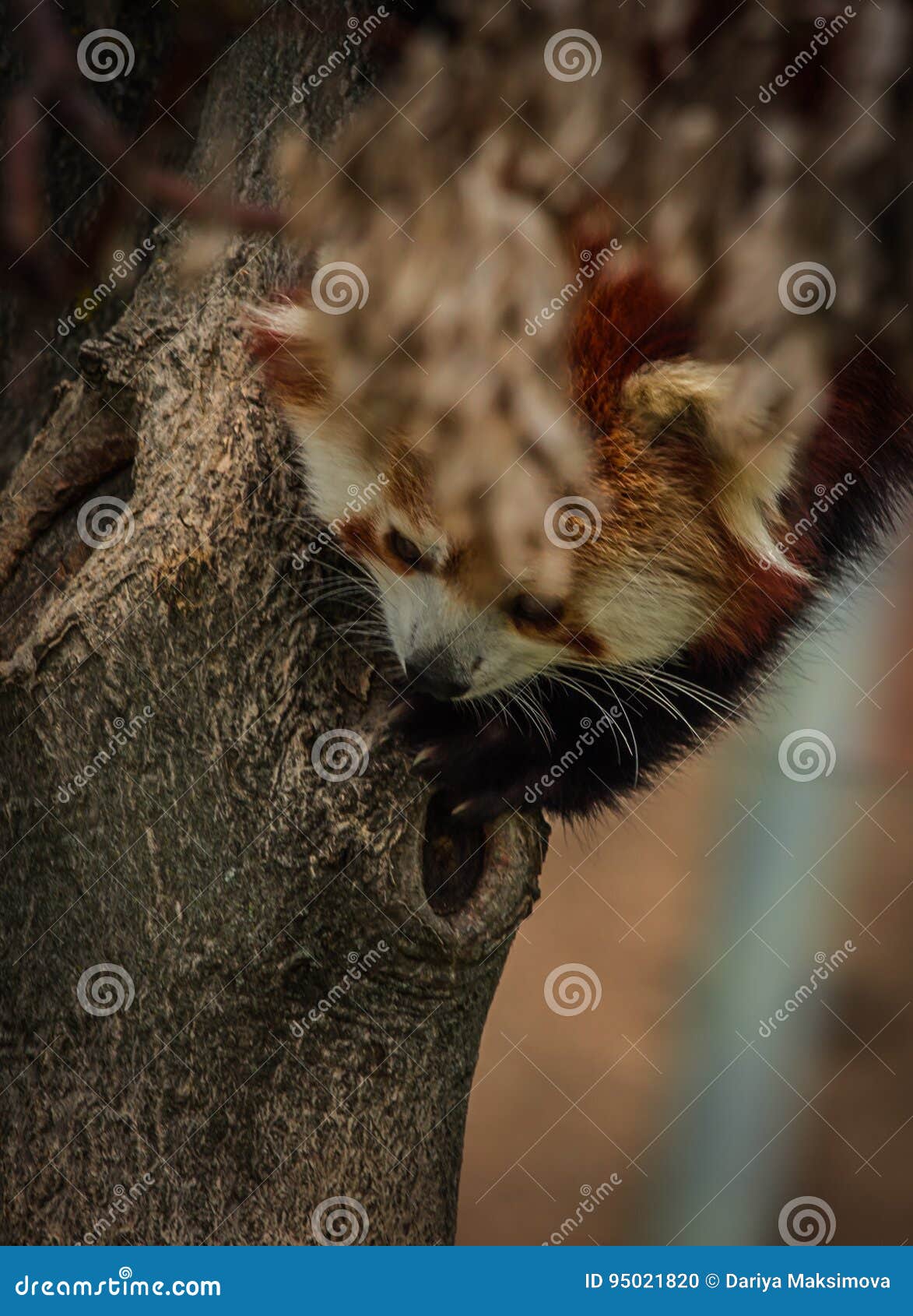 Portrait of Red Panda, Also Called Lesser Panda Stock Photo - Image of ...