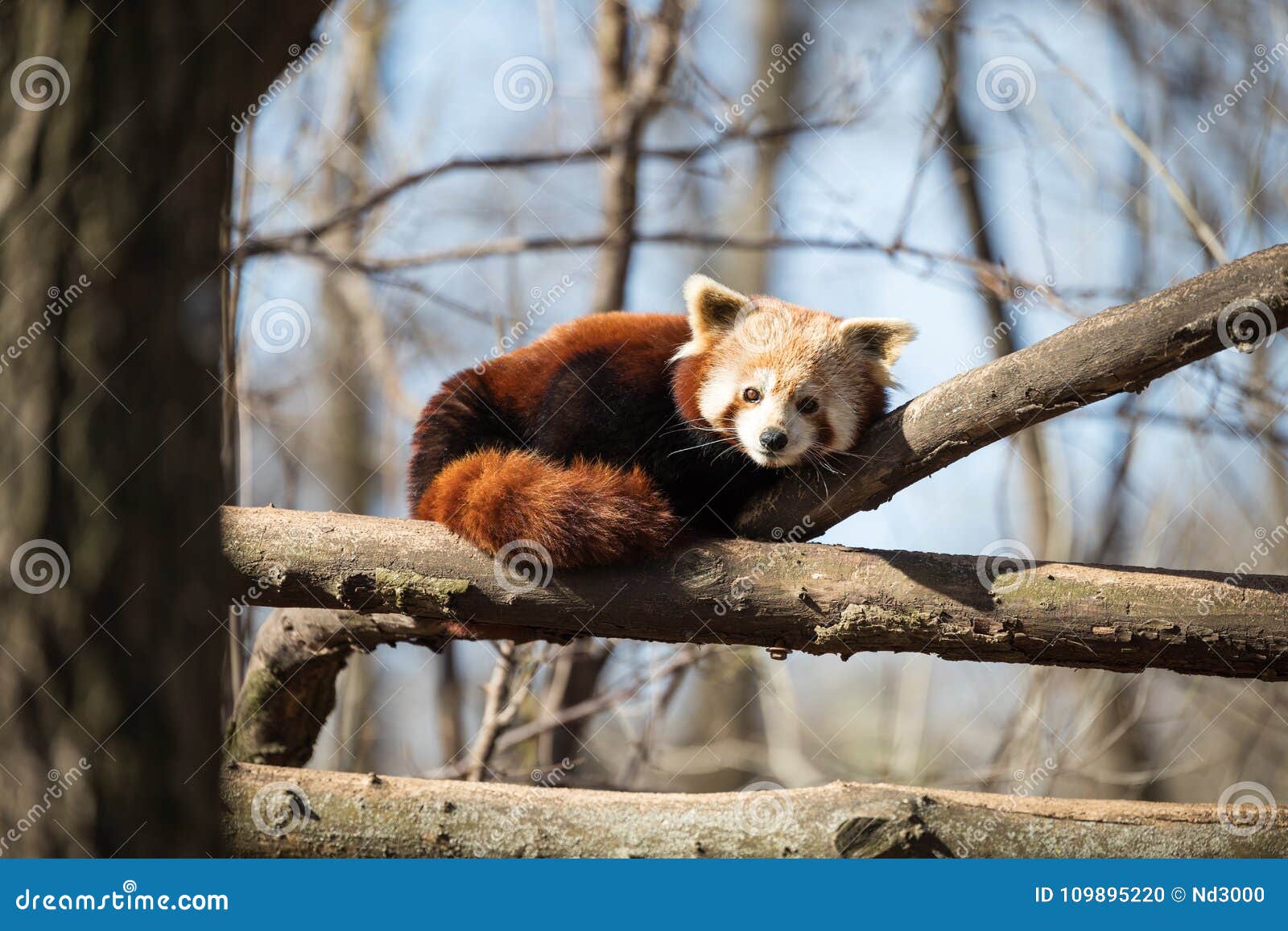 Portrait of Red Panda Lying on Tree Stock Photo - Image of raccoon ...