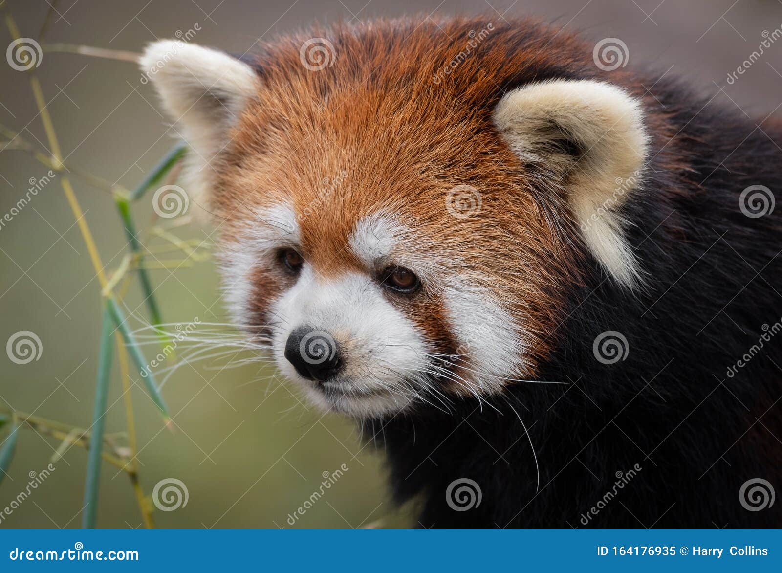 A Red Panda Portrait stock image. Image of bighorn, maasai - 164176935