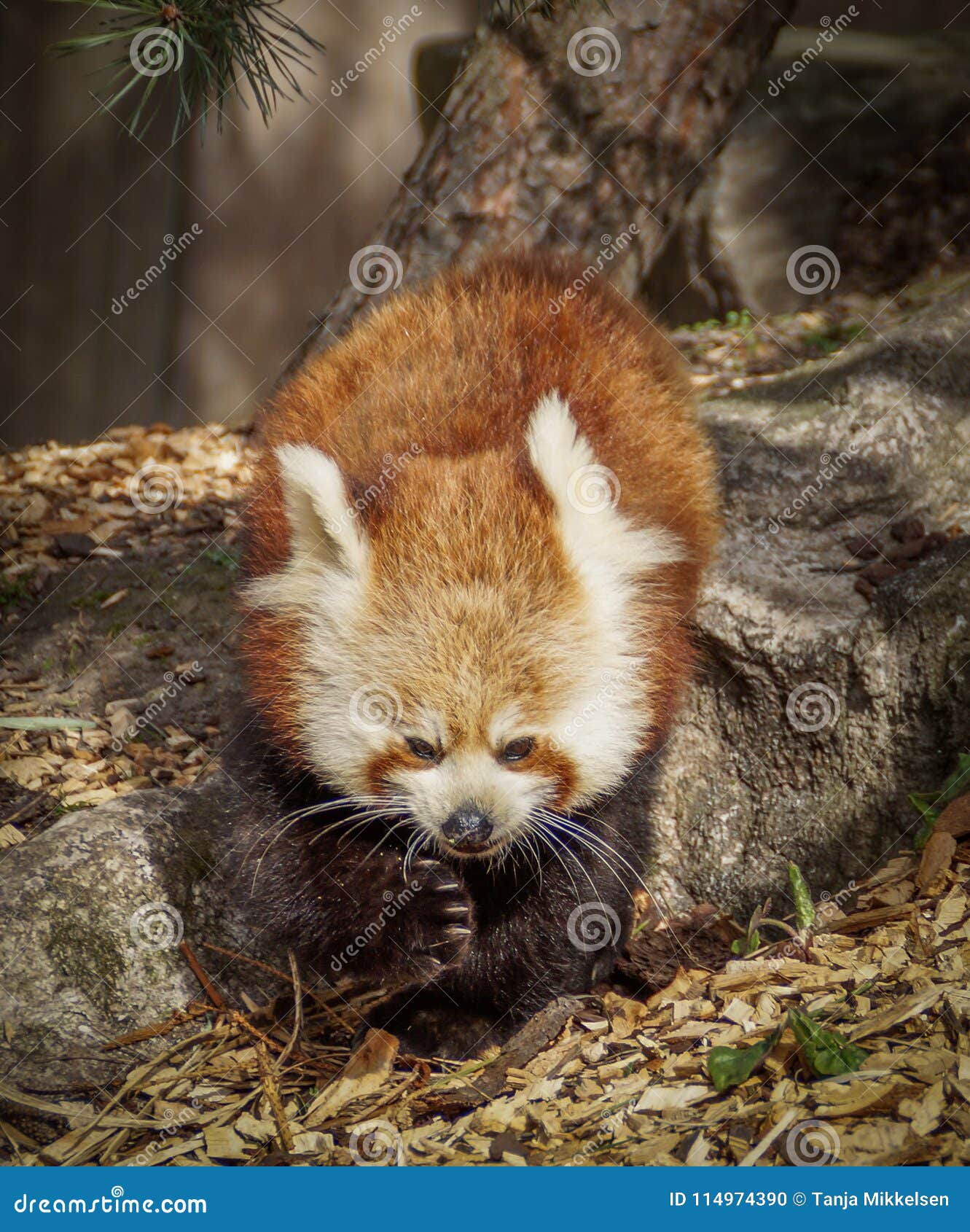Red panda on log stock photo. Image of outside, standing - 114974390