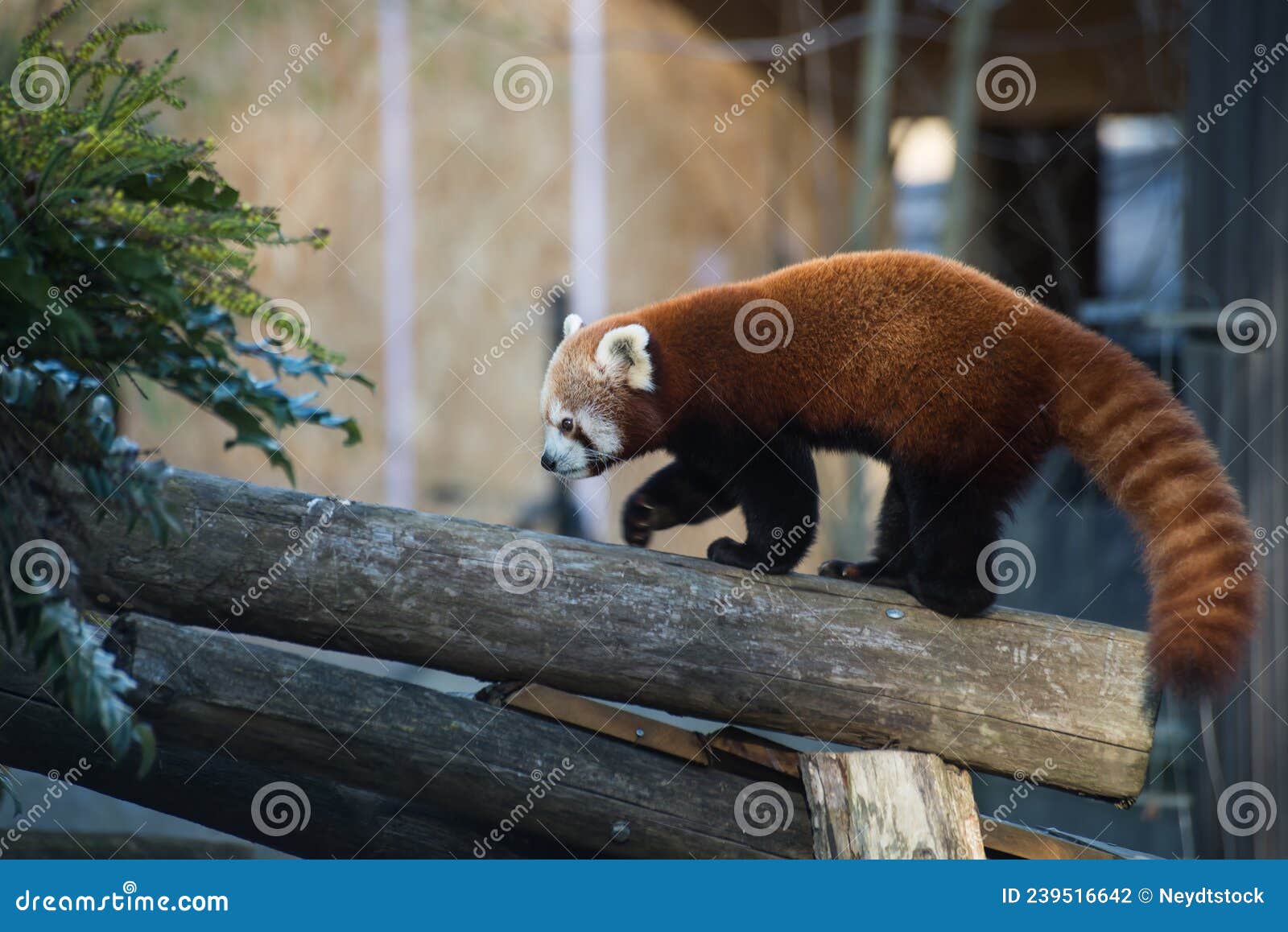 Red Panda Walking on Tree Branch at the Zoologic Park Stock Photo ...