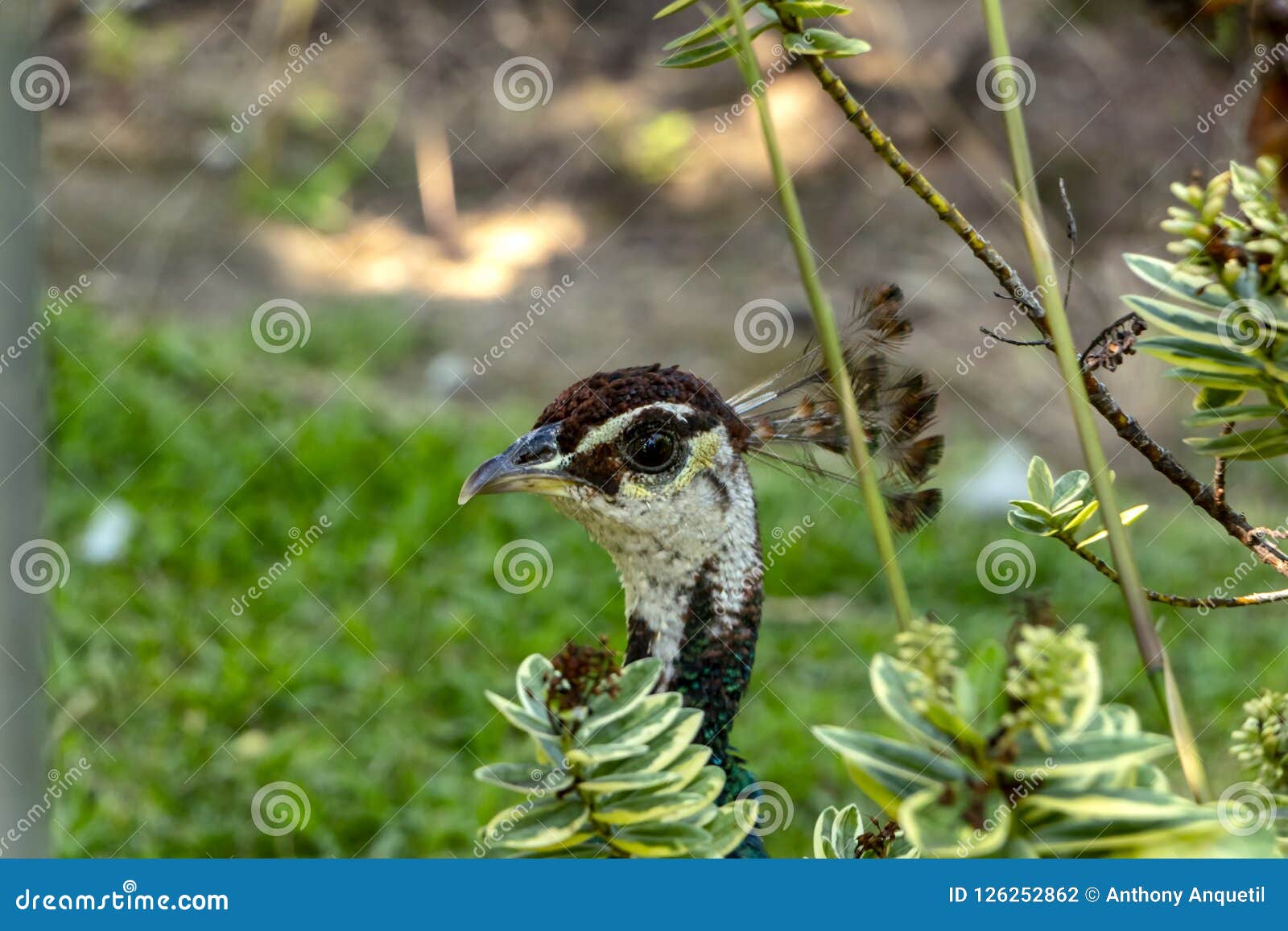 Peahen in close up stock photo. Image of colors, female - 126252862