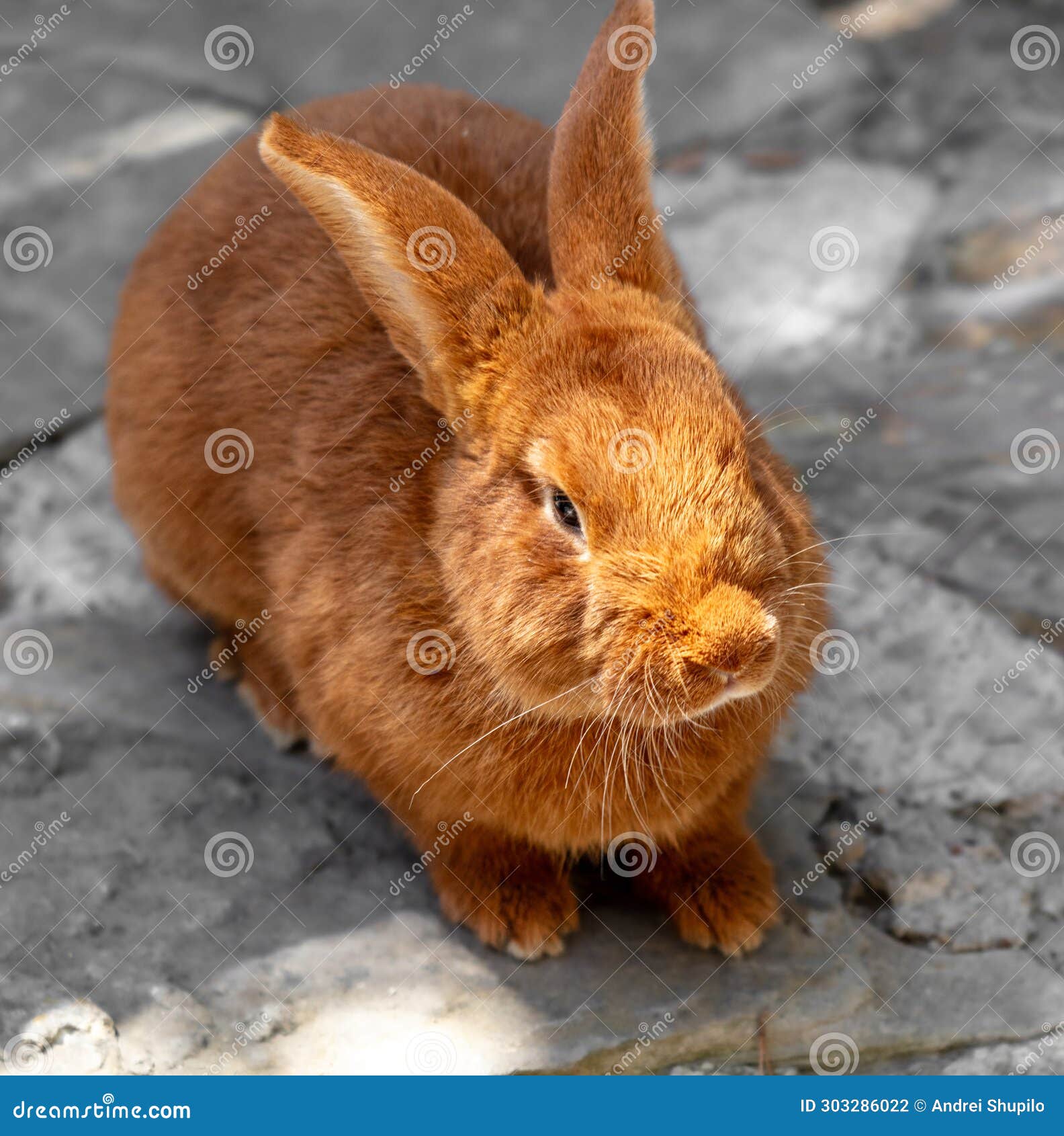 Portrait of a red rabbit stock photo. Image of little - 303286022