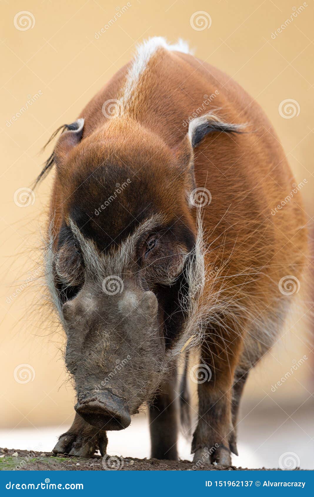 Portrait of Red River Hog, Also Known As the Bush Pig Stock Image ...