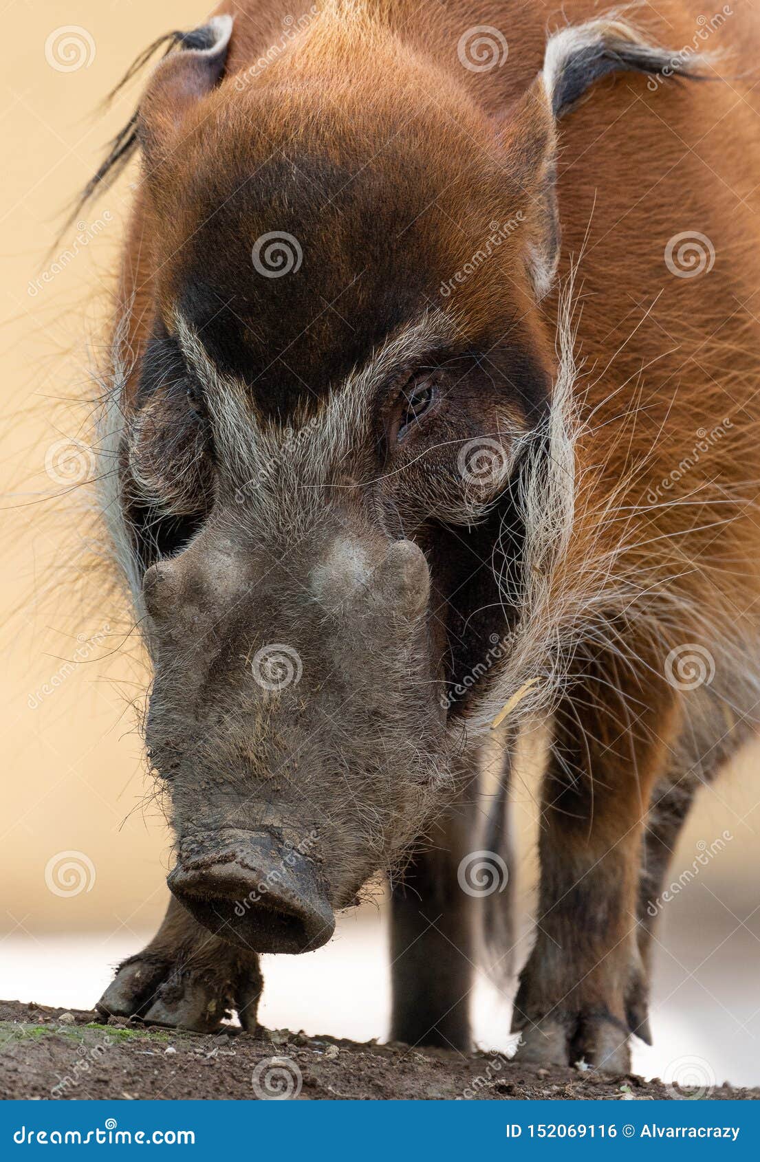 Portrait of Red River Hog, Also Known As the Bush Pig Stock Photo ...