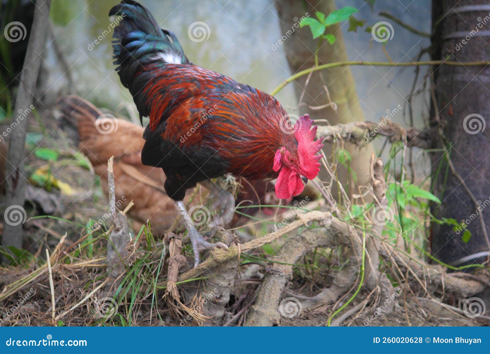 Portrait of a red rooster stock photo. Image of animal - 260020628