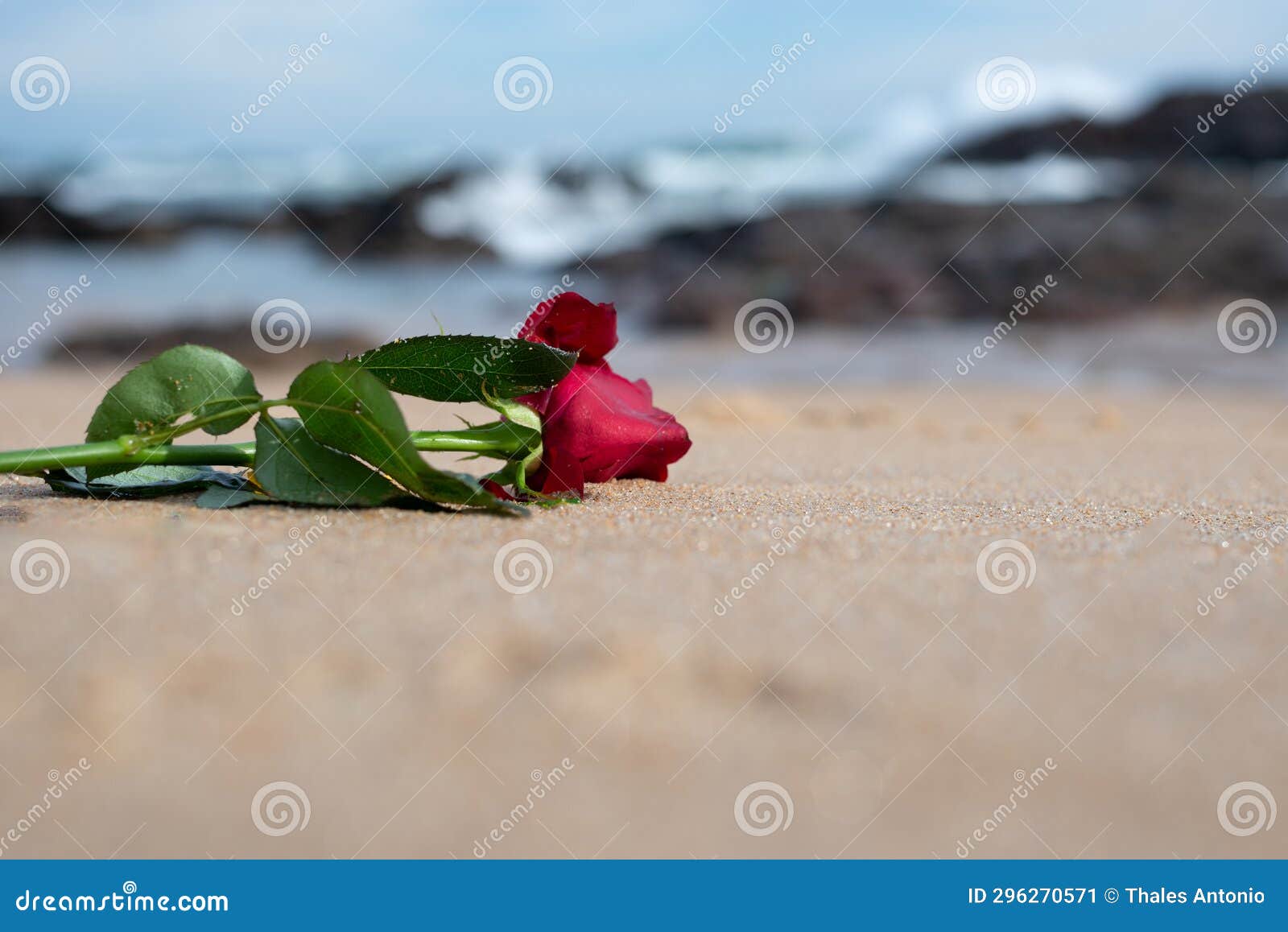 Portrait of a Red Rose on the Beach Sand Stock Image - Image of ...