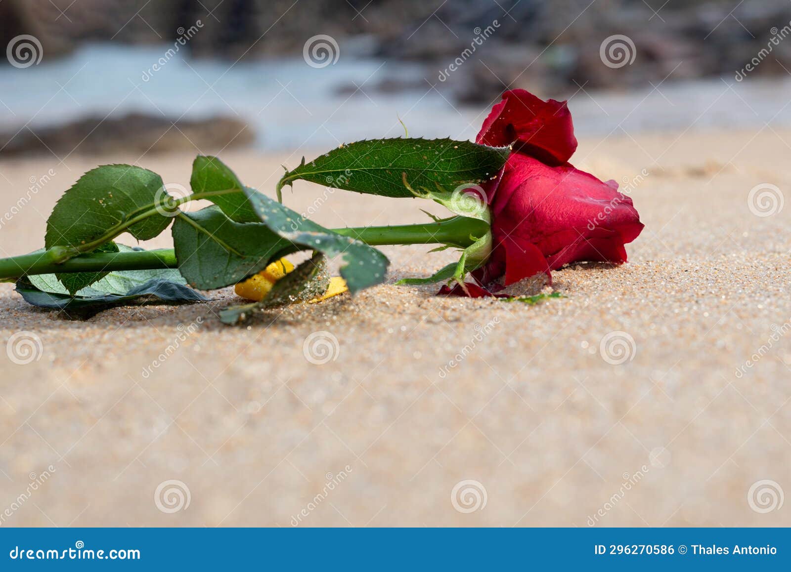 Portrait of a Red Rose on the Beach Sand Stock Photo - Image of beach ...