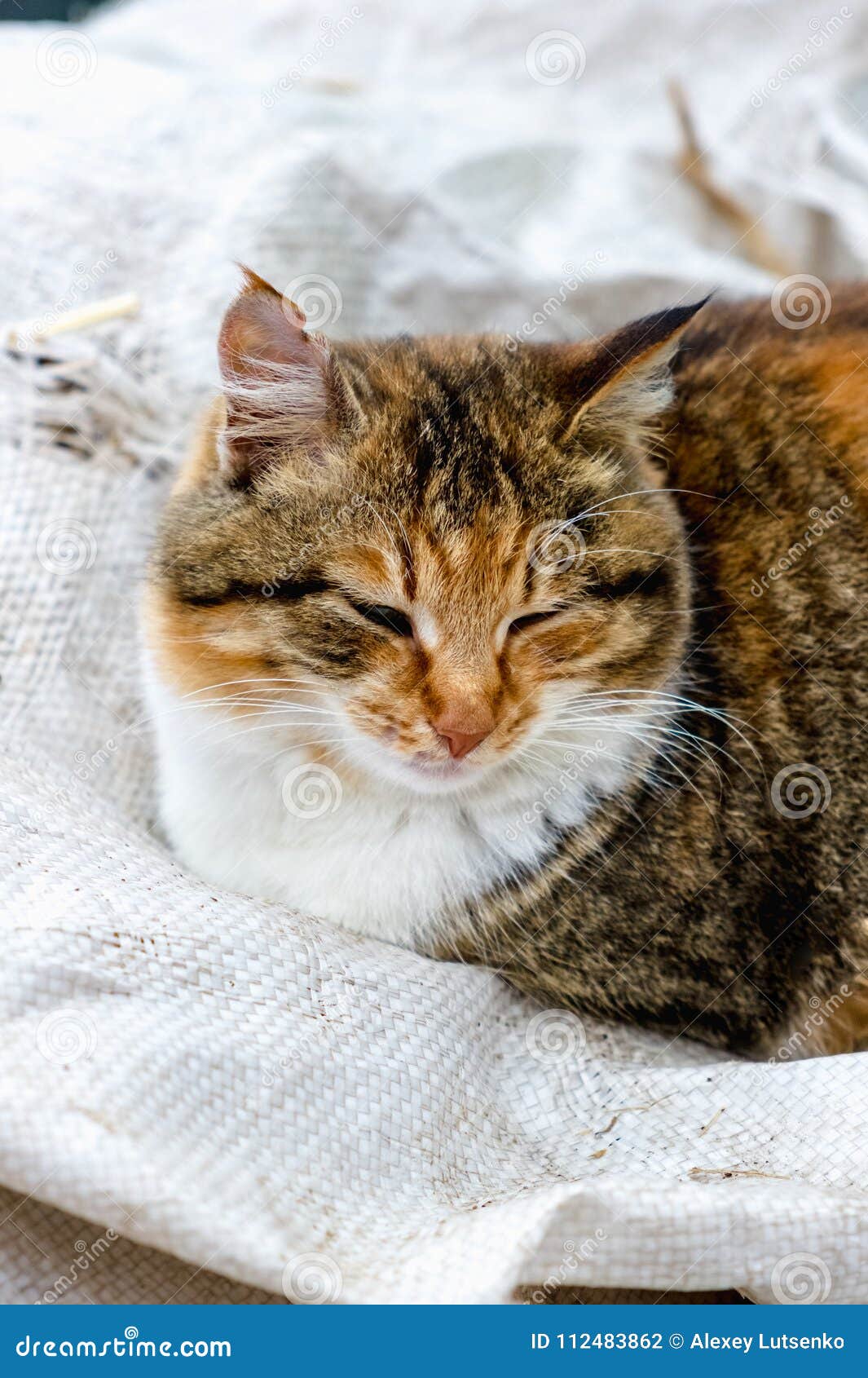 Portrait of a Red Rural Cat. Stock Photo - Image of portrait ...
