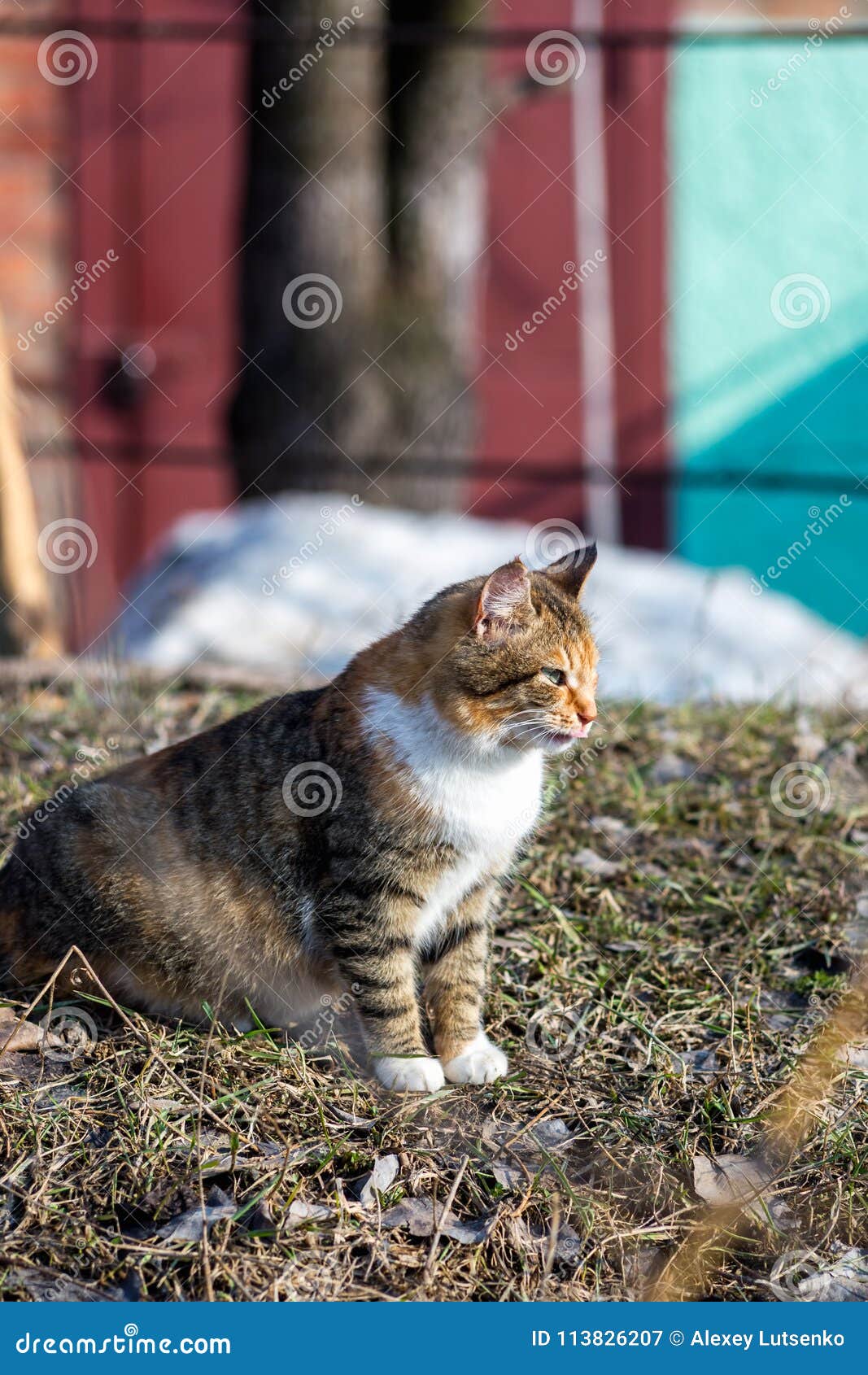 Portrait of a Red Rural Cat. Stock Image - Image of portrait, looking ...