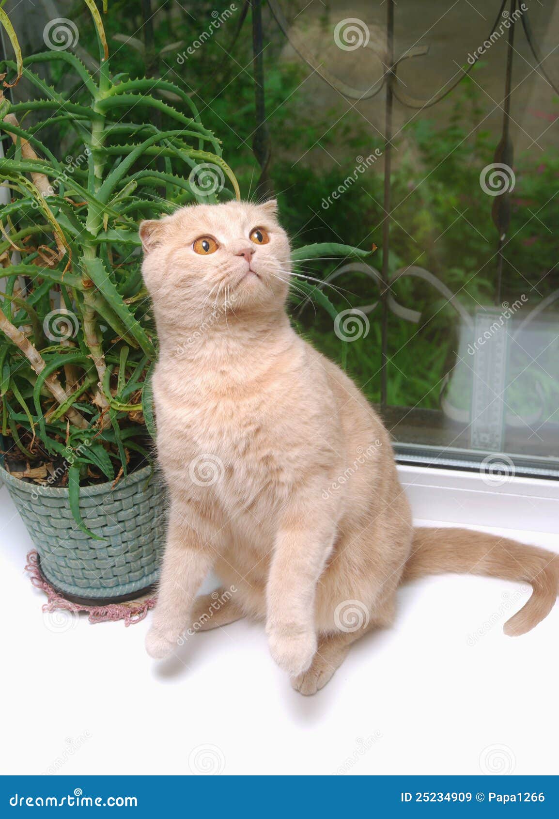 Portrait of a Red Scottish Fold Cat Stock Image - Image of shot, sweet ...