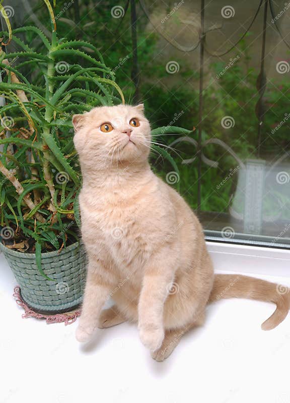 Portrait of a Red Scottish Fold Cat Stock Image - Image of shot, sweet ...