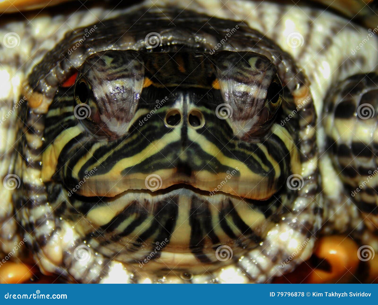 Portrait of the Red-sea Turtle Stock Photo - Image of full, aquatic ...