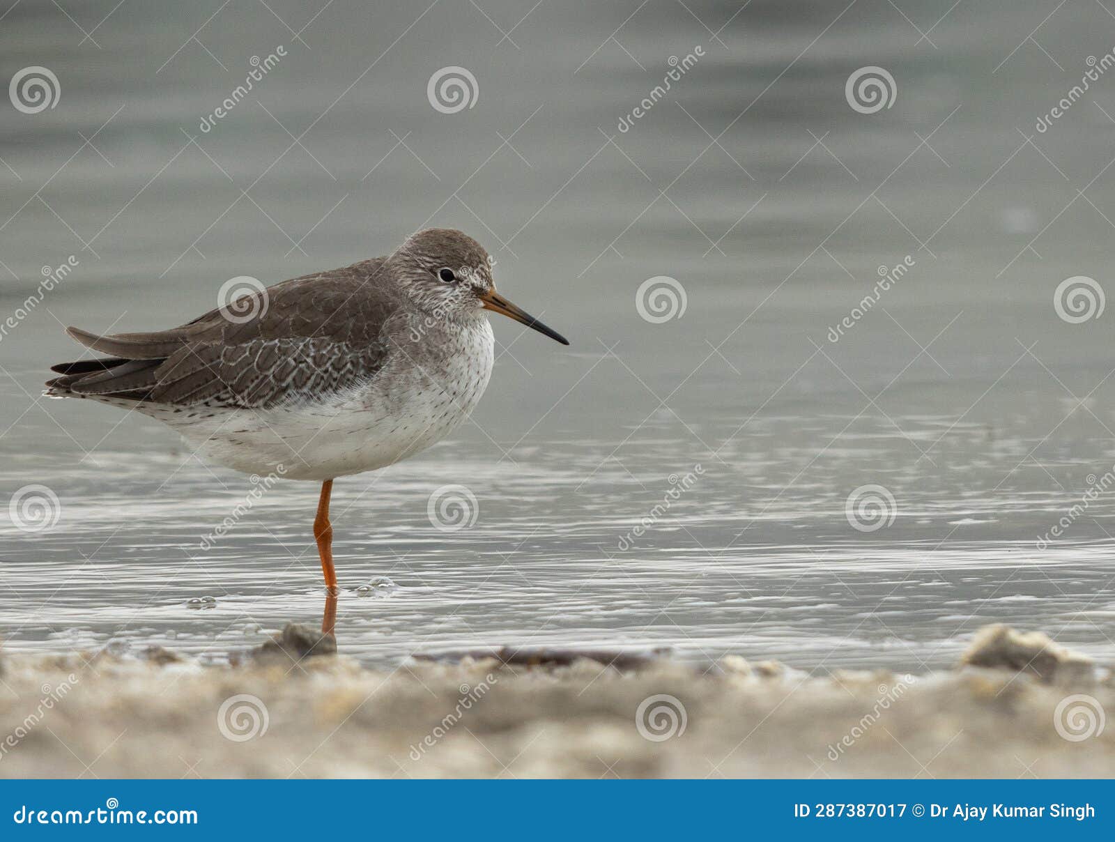 Portrait of a Red Shank at Asker Marsh Stock Image - Image of common ...