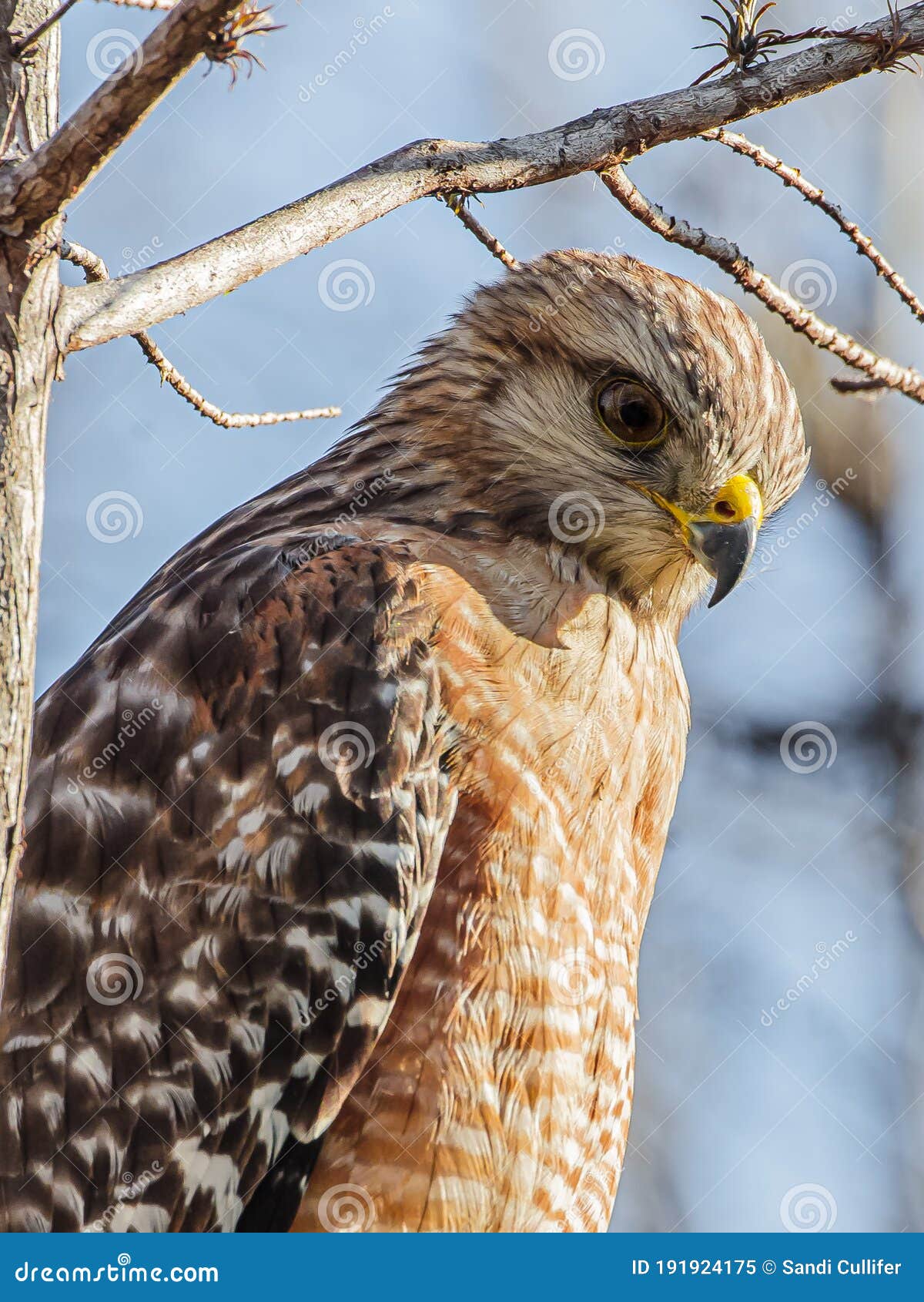 Portrait of a Red Shouldered Hawk Stock Image - Image of bokeh ...