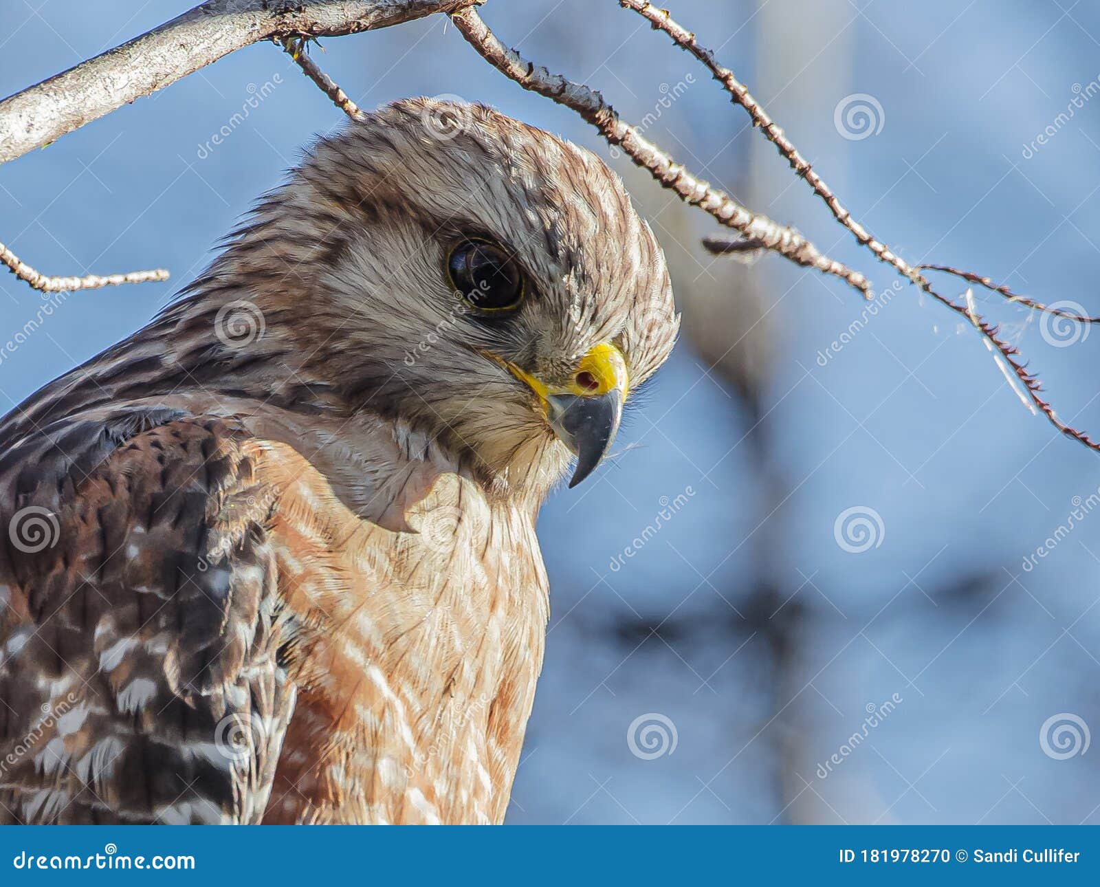 Portrait of a Red Shouldered Hawk Stock Photo - Image of florida, avian ...