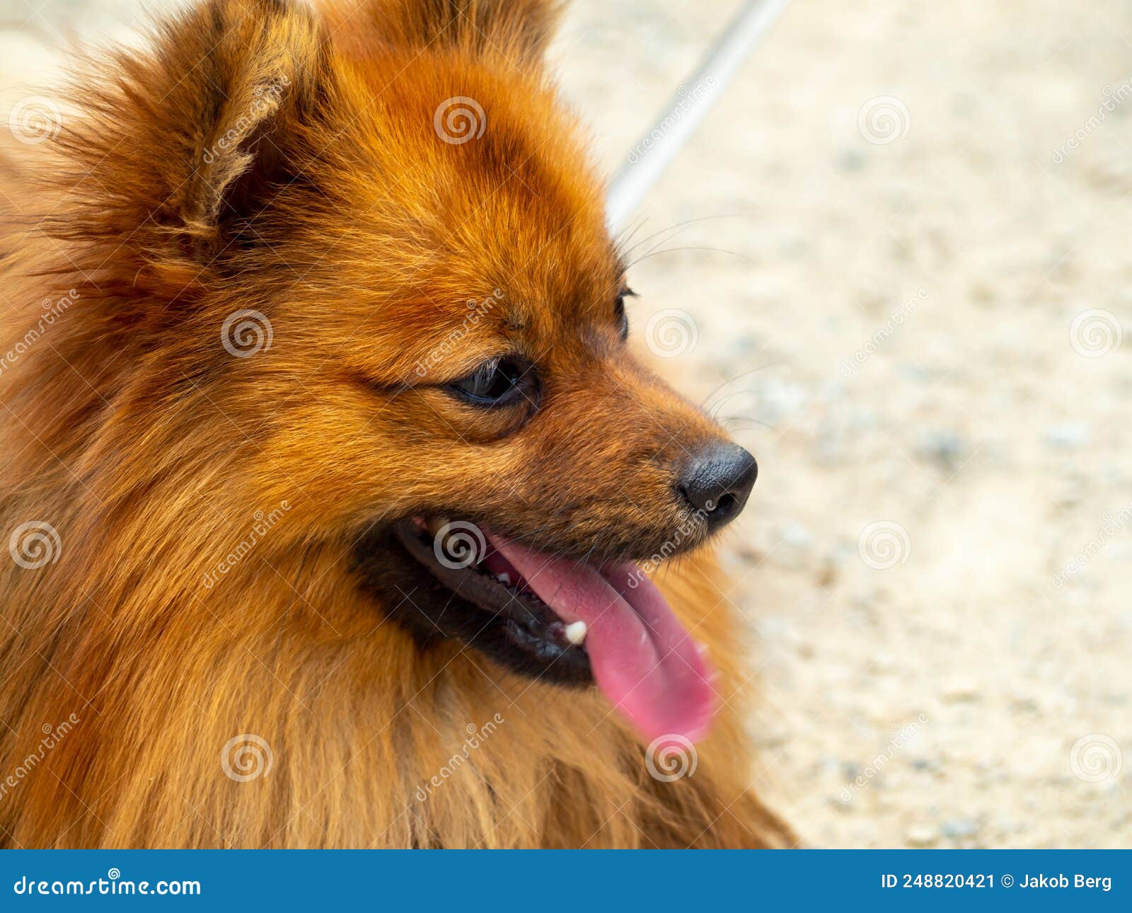 Portrait of a Red Spitz Dog. Stock Image - Image of nature, purebred ...
