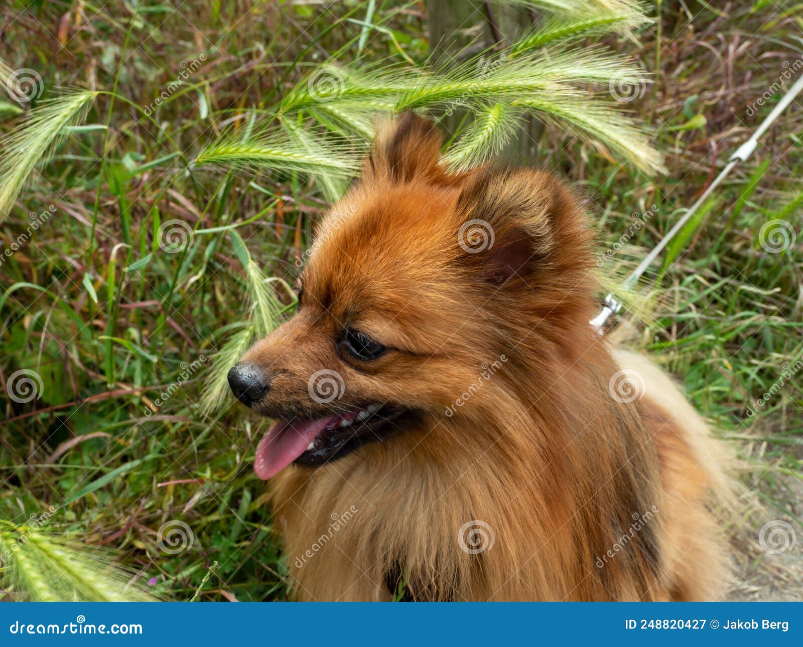 Portrait of a Red Spitz Dog. Stock Image - Image of sitting, small ...