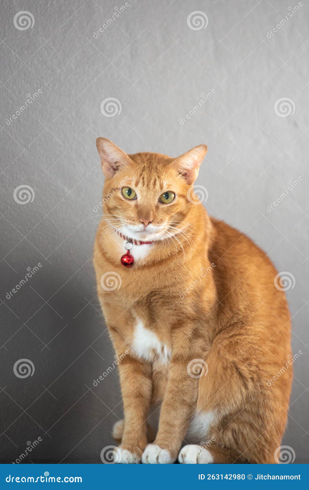 Portrait of Red Striped Cat Stock Photo - Image of loving, adorablecats ...
