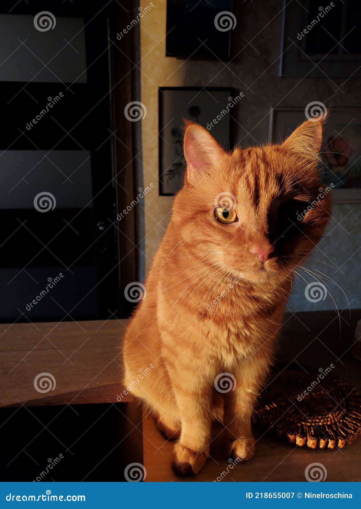 Portrait of Red Tabby Cat Curiously Posing and Looking into Camera ...