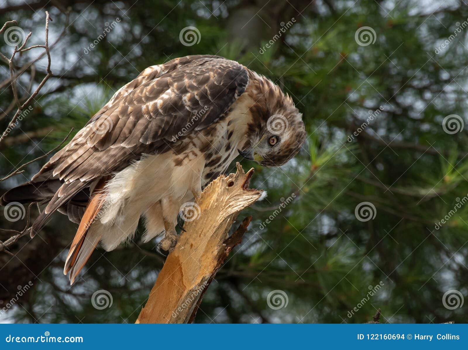 Red tail Hawk on the tree stock photo. Image of pair - 122160694
