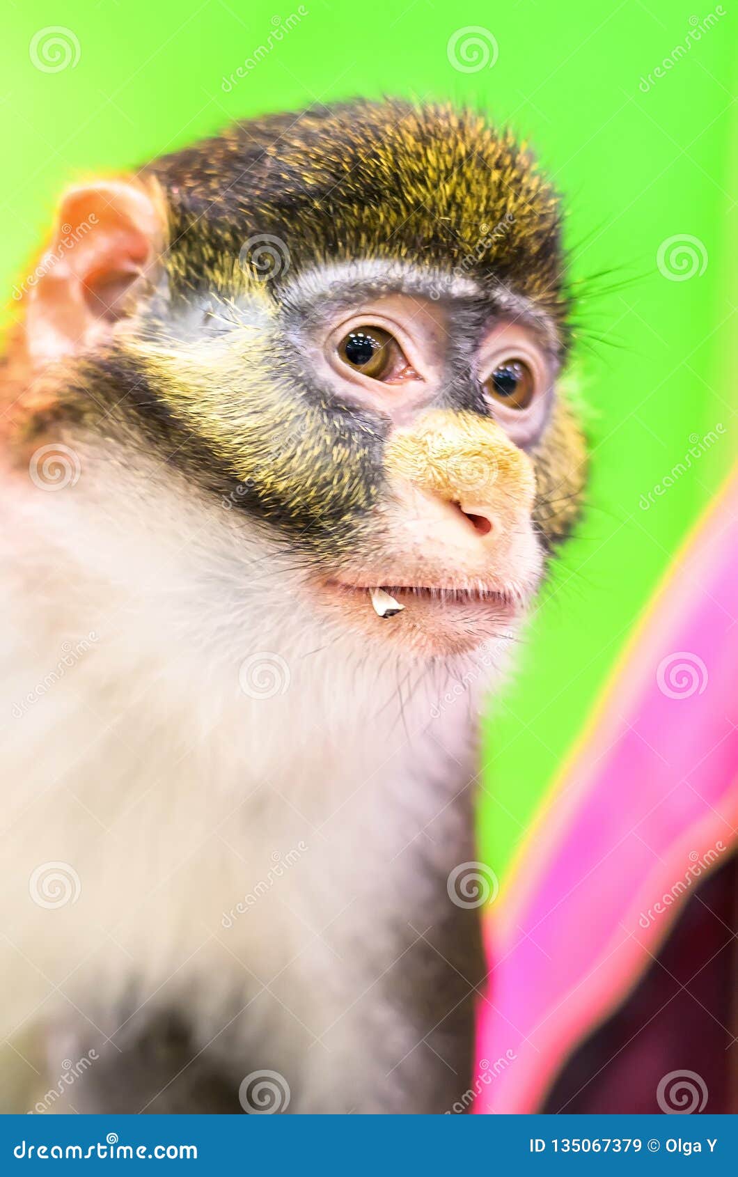 Portrait of Red Tail Monkey, or Schmidt`s Guenon Cercopithecus Ascanius ...