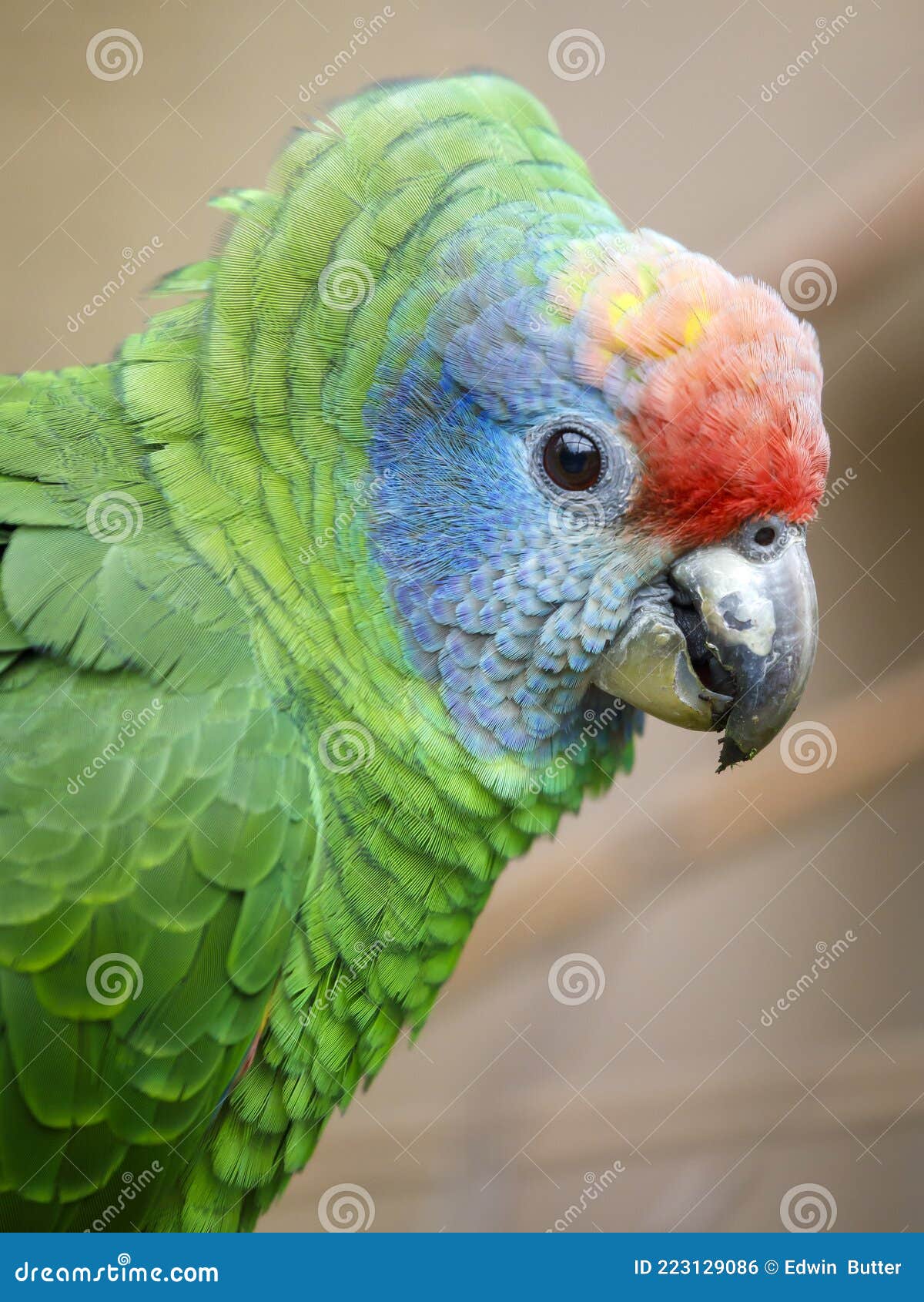 Portrait of a Red-tailed Amazon Stock Photo - Image of brasiliensis ...