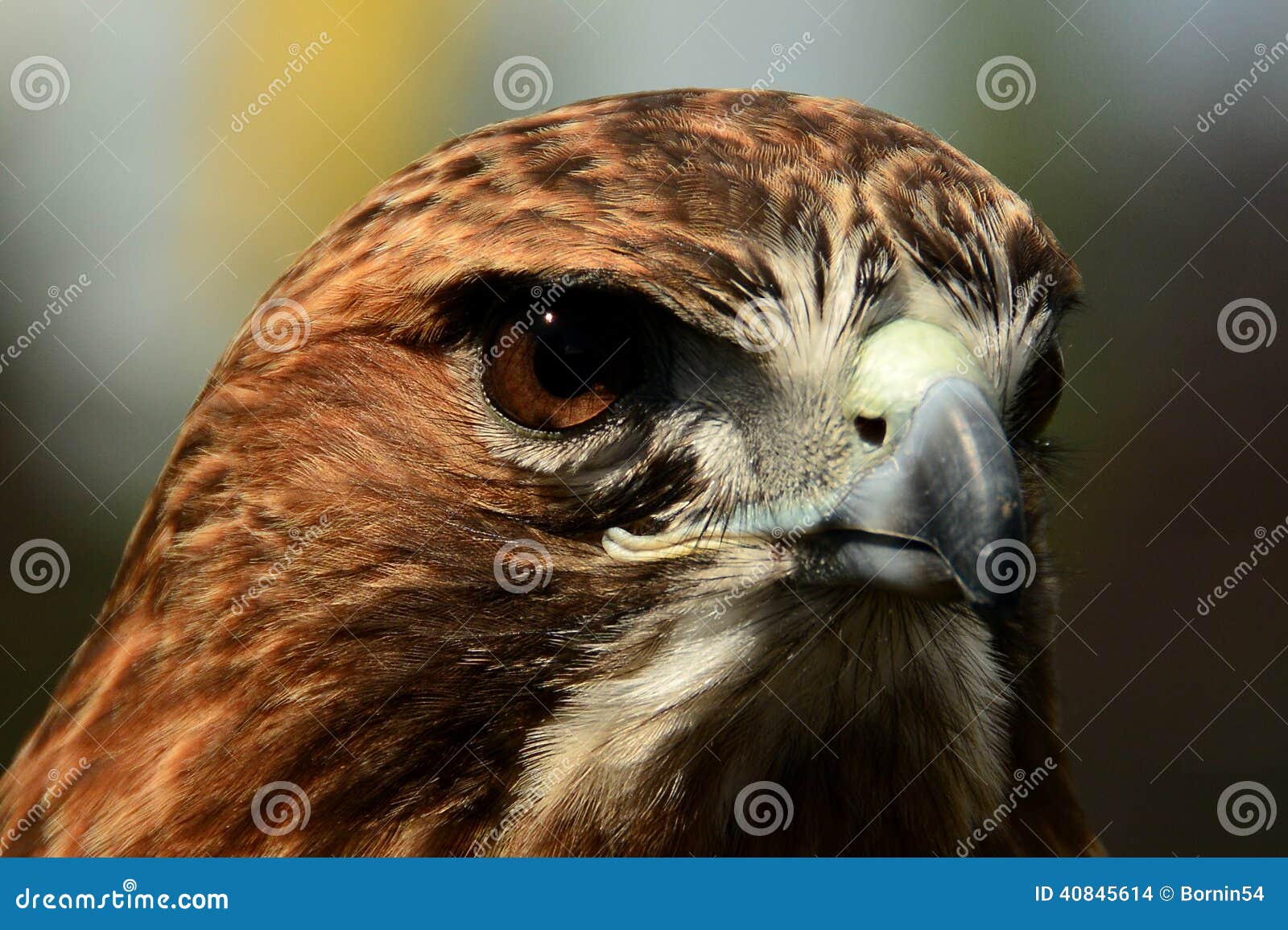 A Portrait of a Red-Tailed Hawk Stock Photo - Image of prey, adult ...