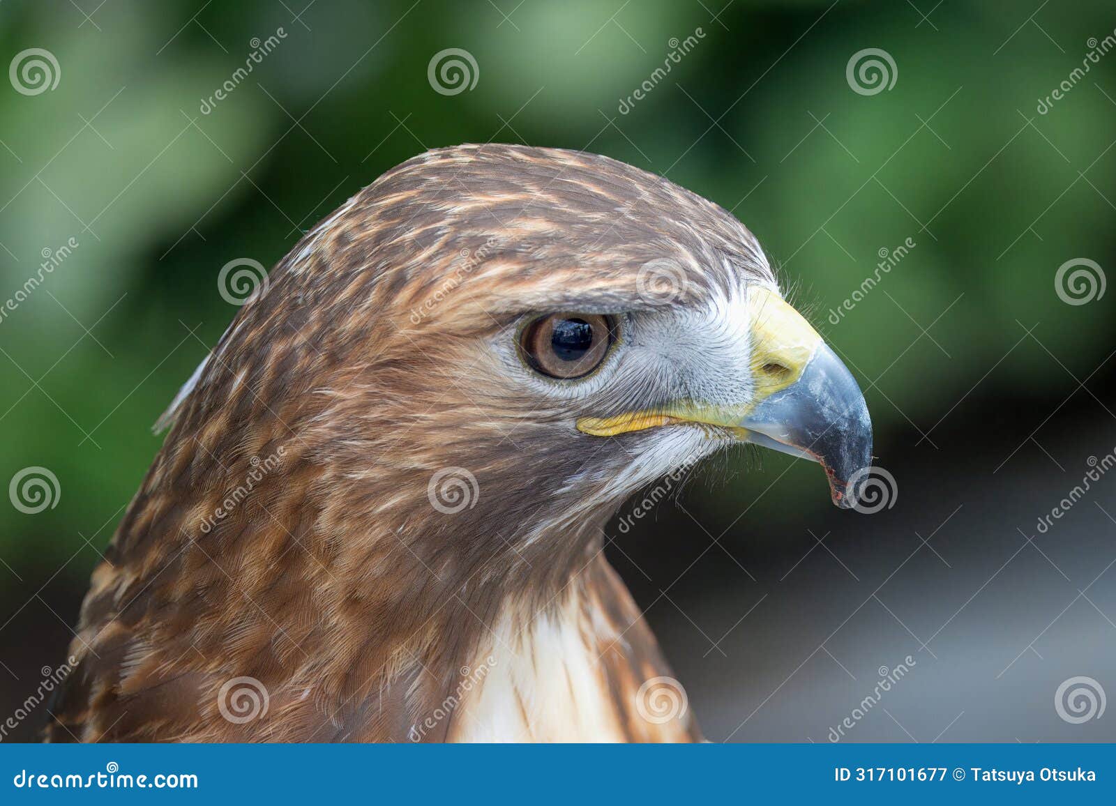 Portrait of Red Tailed Hawk Face in Profile Stock Image - Image of ...