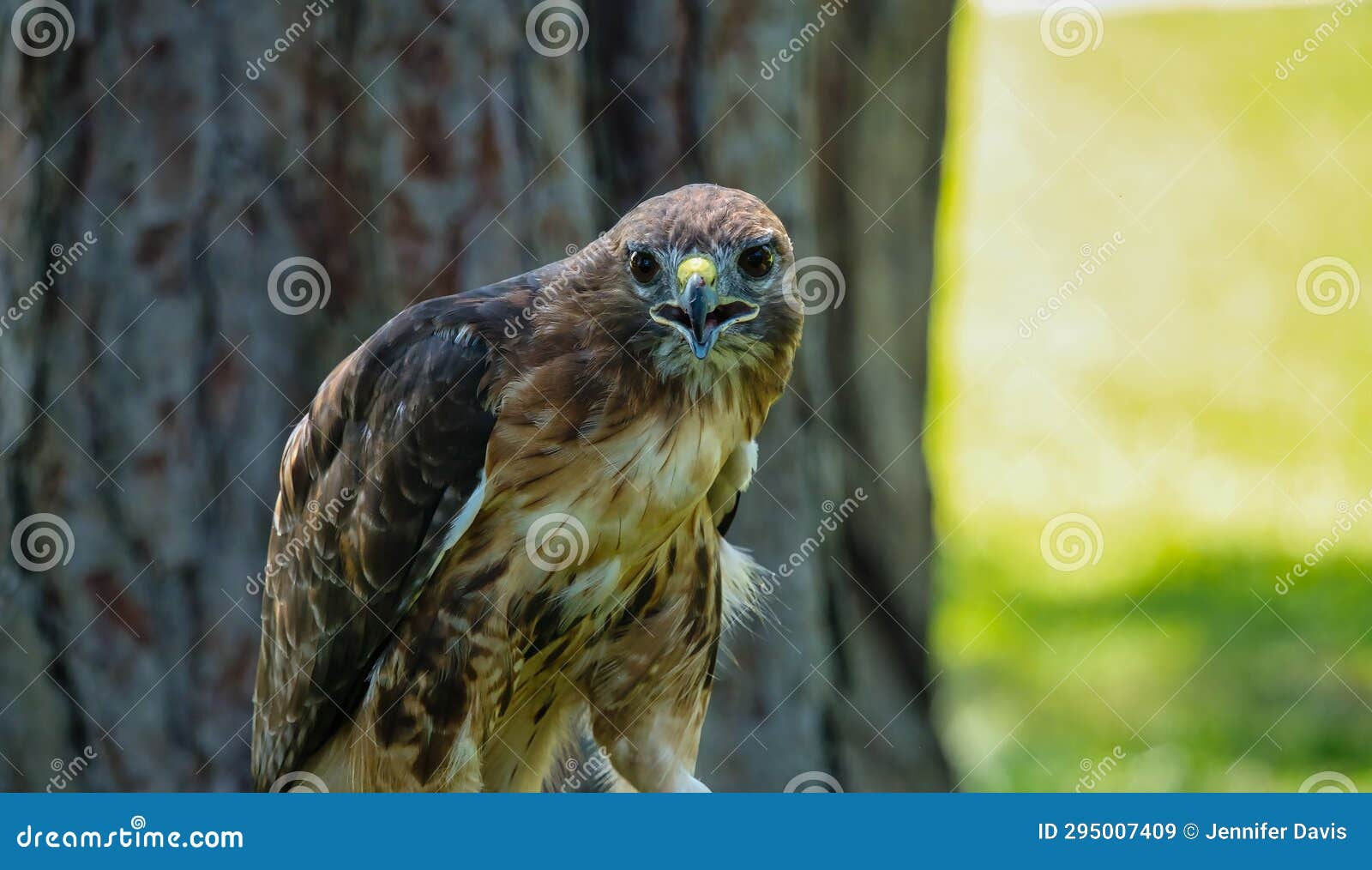 Portrait of a Red-Tailed Hawk Raptor Bird Stock Image - Image of ...