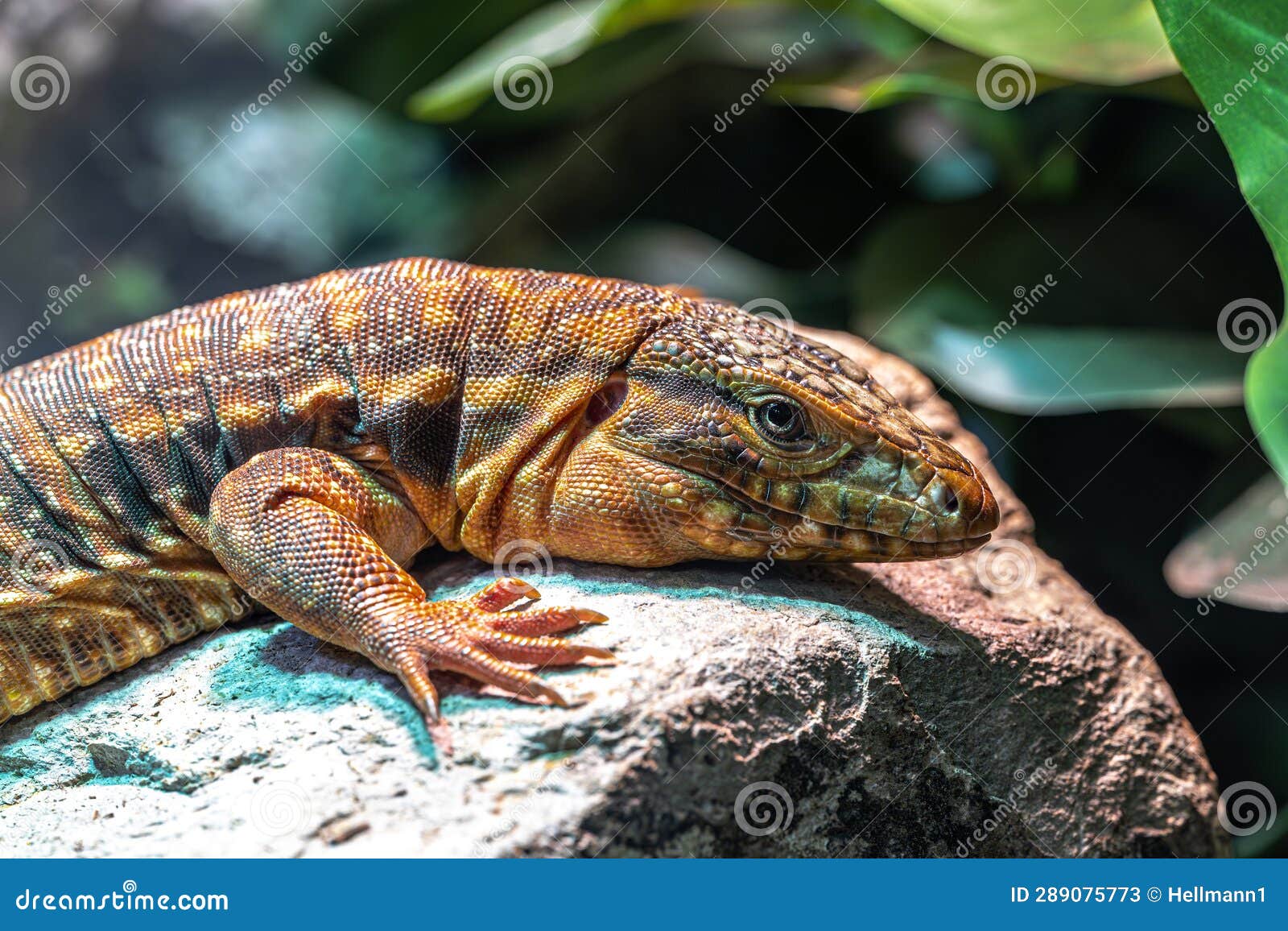 Portrait of a Red Tegu stock image. Image of brazil - 289075773