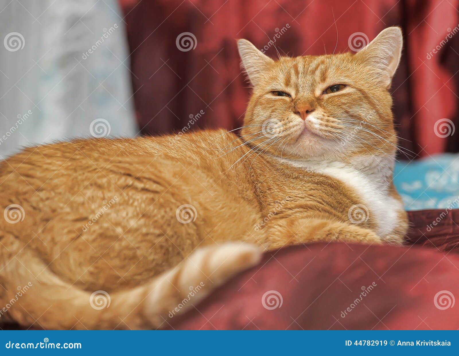 Portrait of a Red and White Cat Stock Image - Image of mixed, british ...