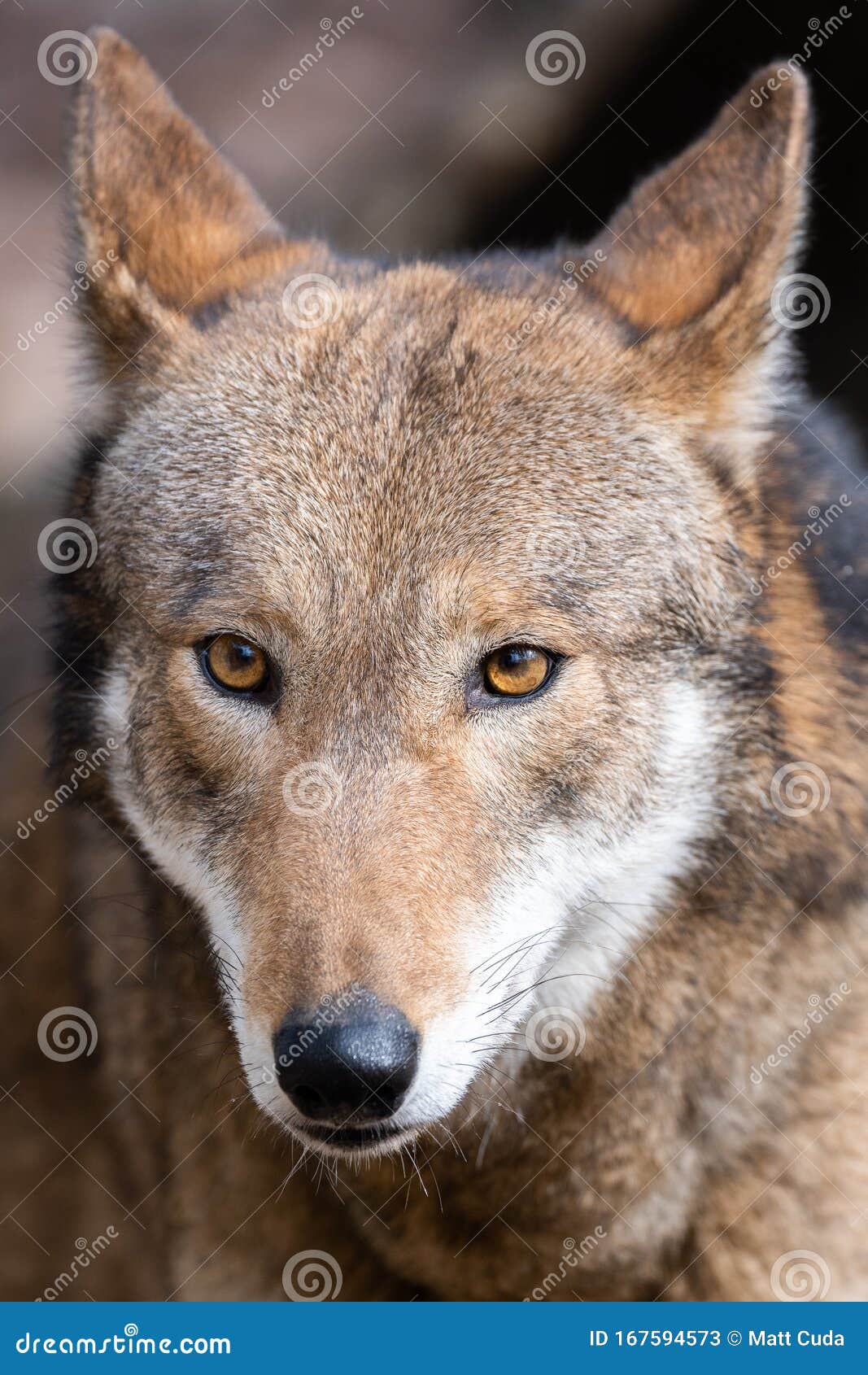 Red Wolf stock image. Image of carolina, wolves, stream - 167594573