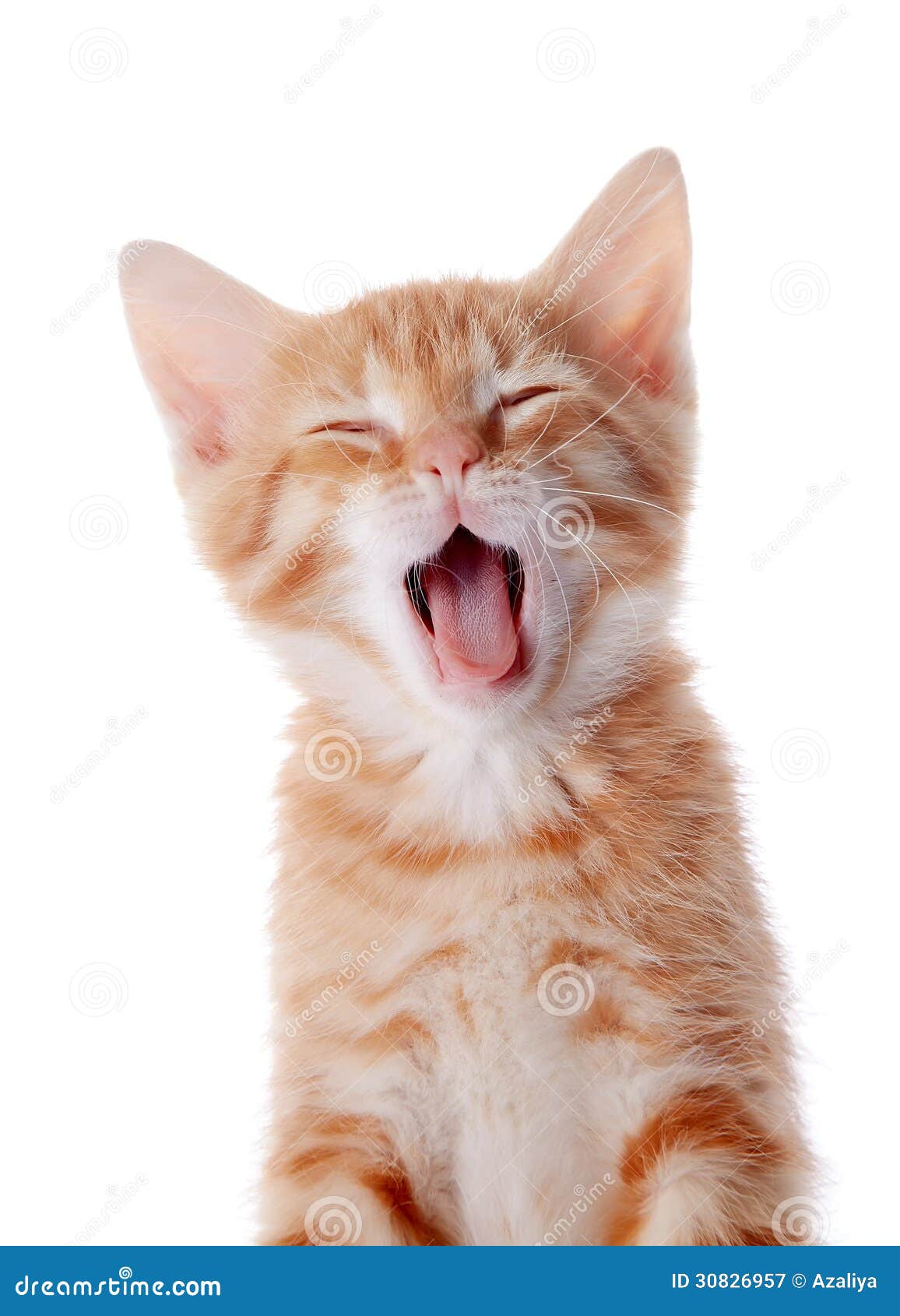 Kitten Yawning