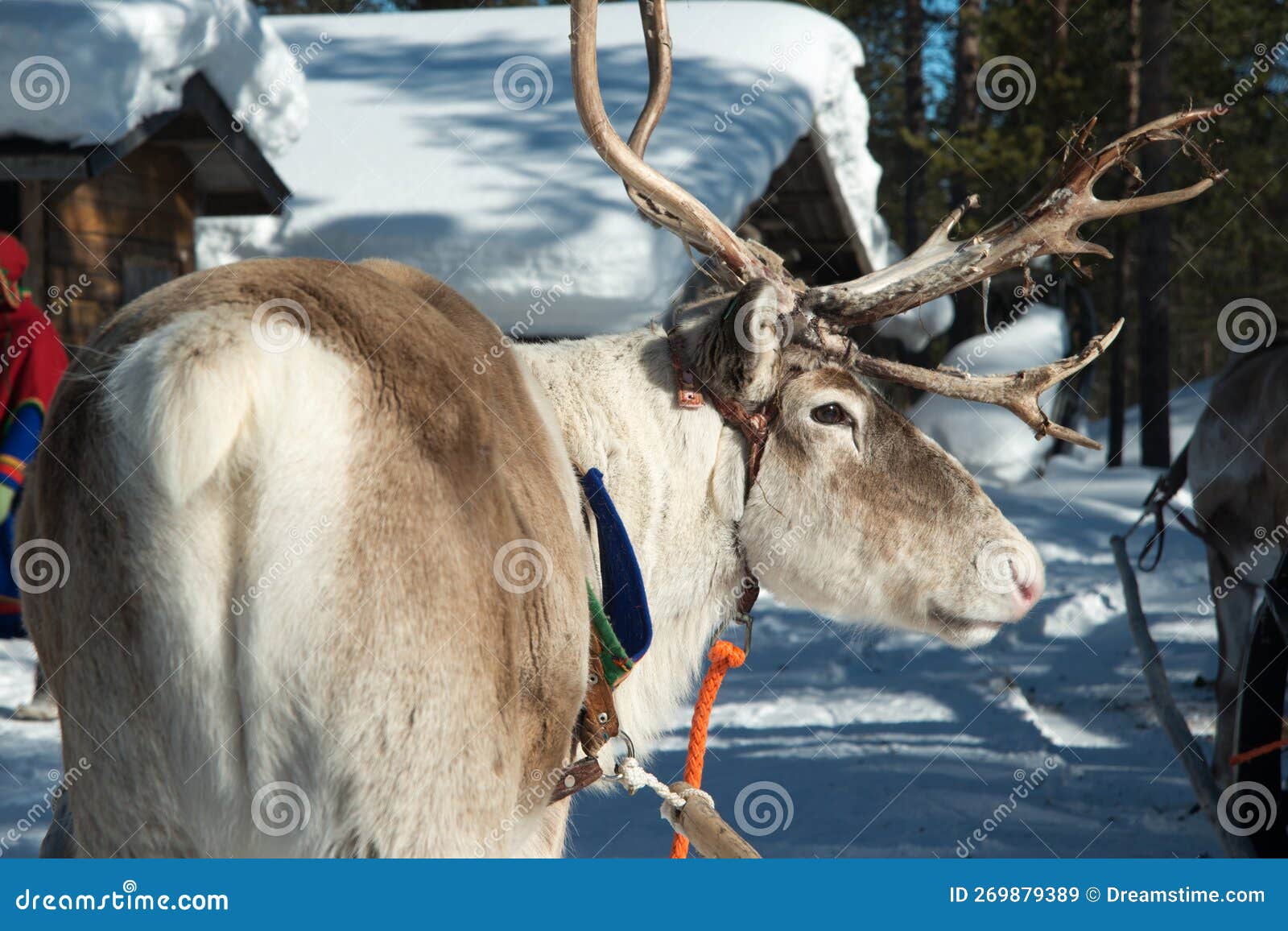 Portrait of a Reindeer Seen from Its Right Stock Image - Image of horn ...