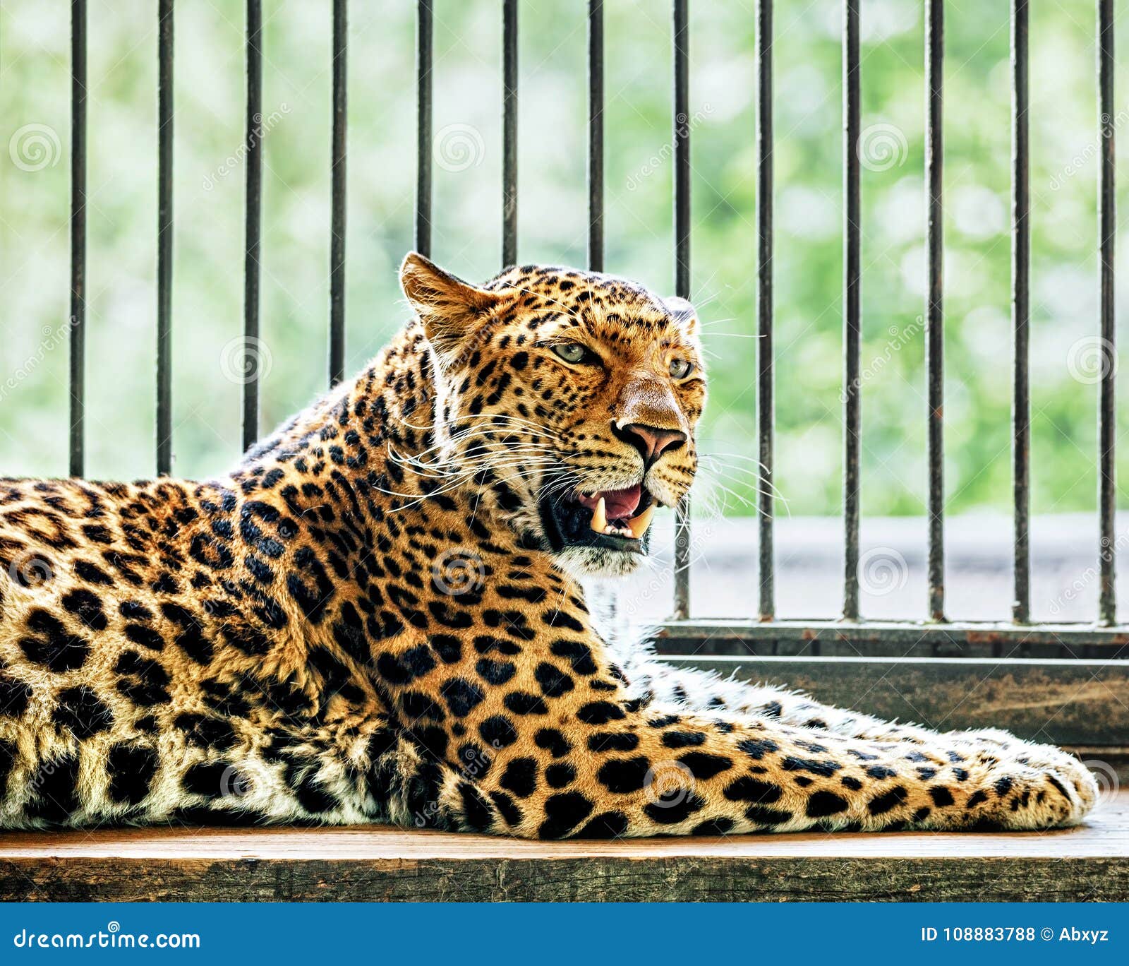 Portrait of a Resting Leopard Stock Photo - Image of nature, outdoor ...