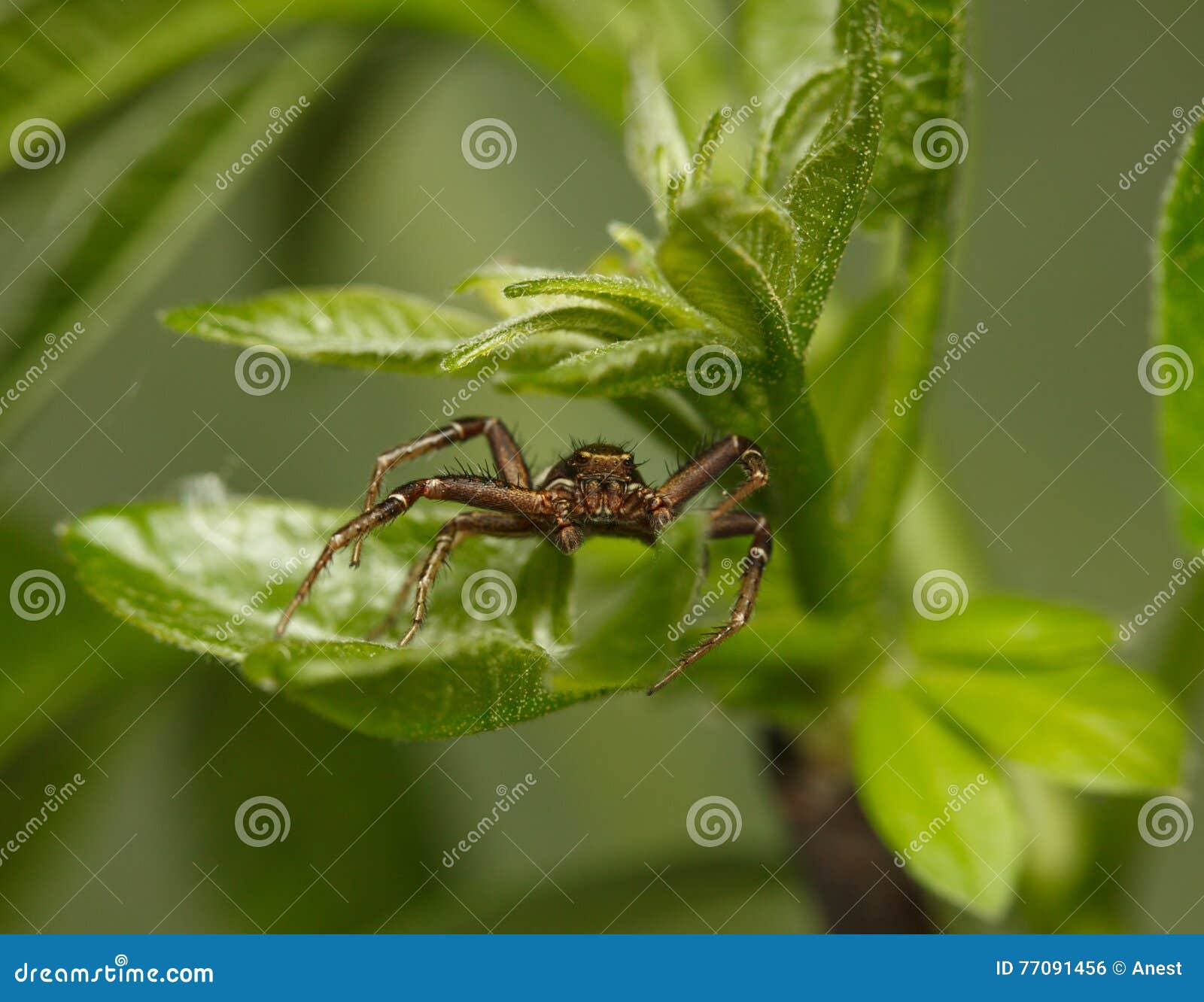 Portrait of resting spider stock photo. Image of creepy - 77091456