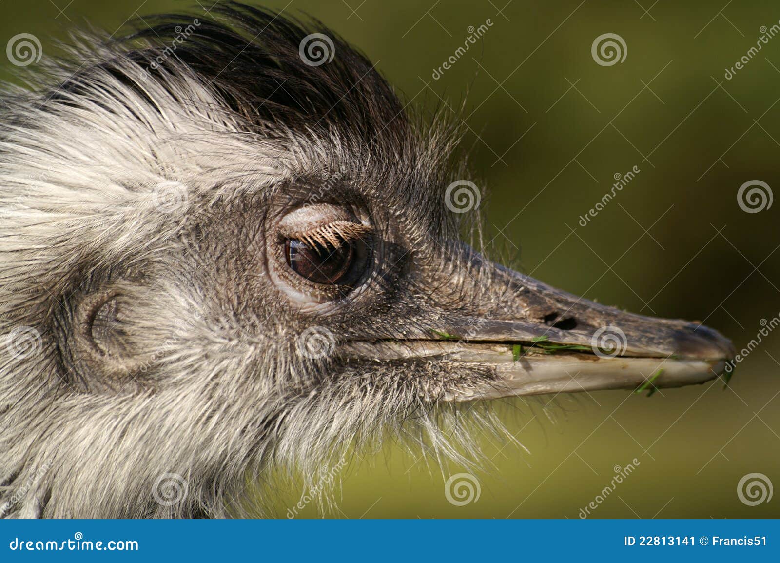Portrait of Rhea bird stock image. Image of view, rheiformes - 22813141