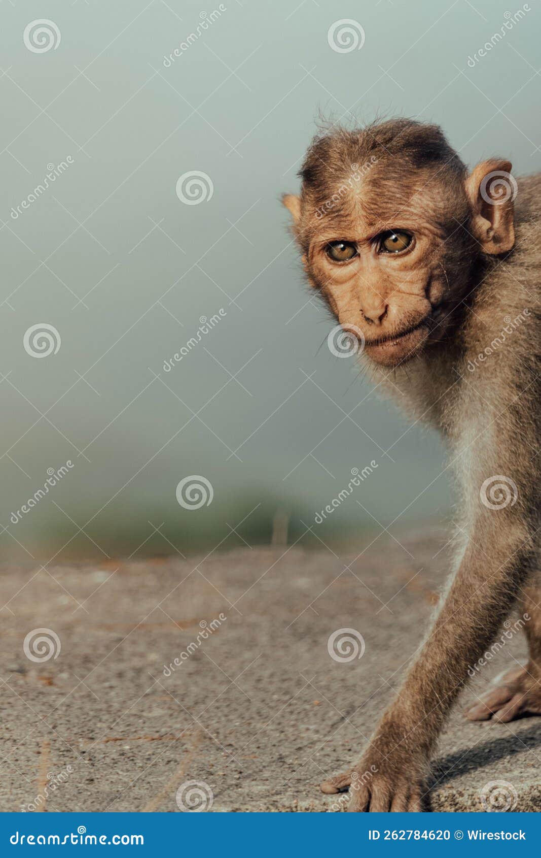 Portrait of a Rhesus Macaque Monkey Walking with at Attentive Glance at ...