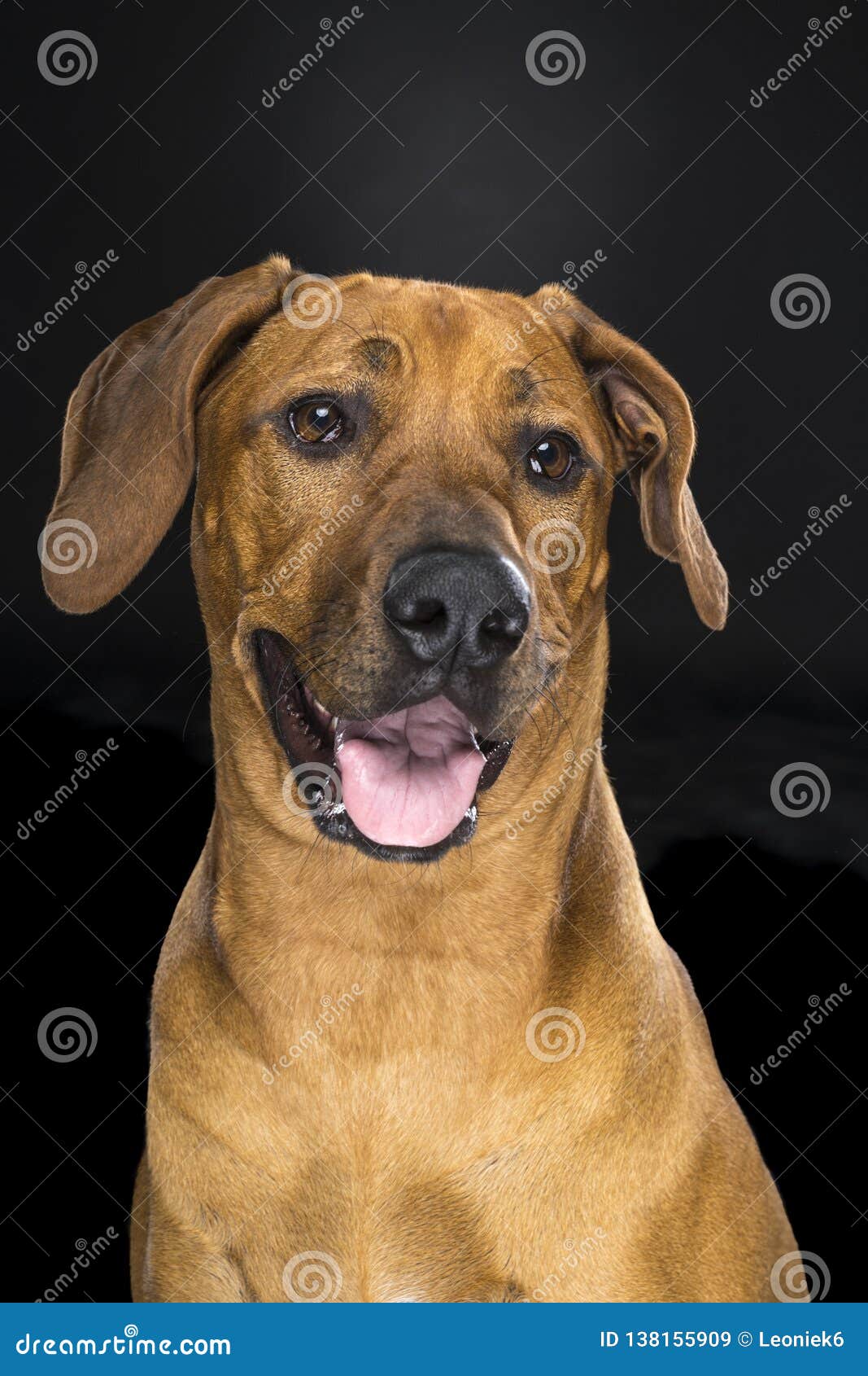 Portrait Of A Rhodesian Ridgeback Dog Isolated On A White Background ...
