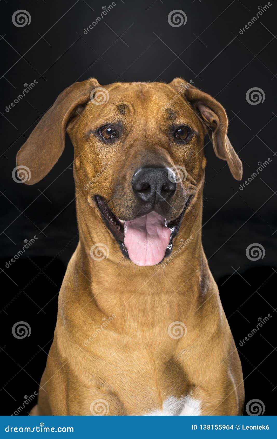Portrait Of A Rhodesian Ridgeback Dog Isolated On A White Background ...