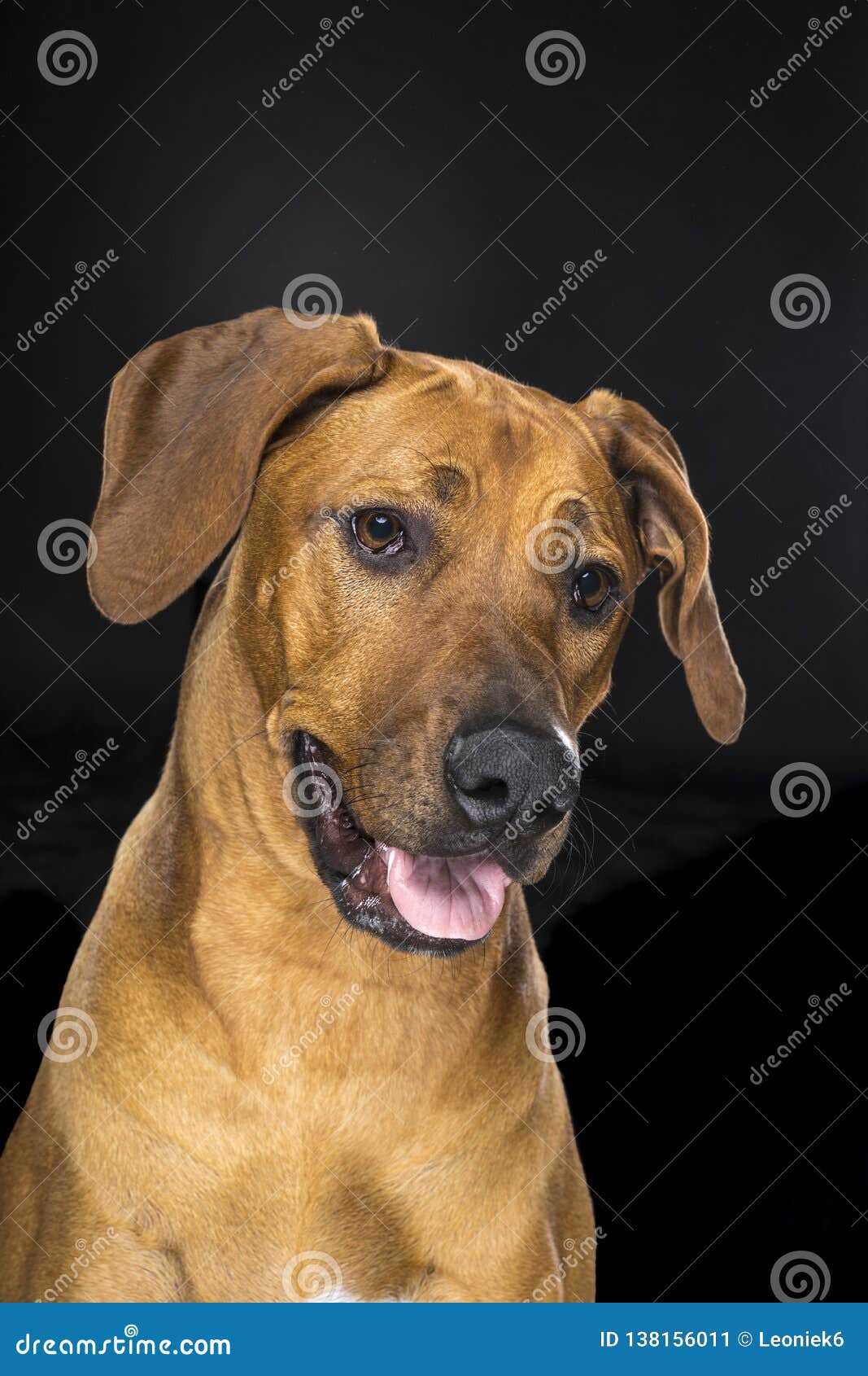 Portrait Rhodesian Ridgeback Dog Isolated Black Background Sitting ...