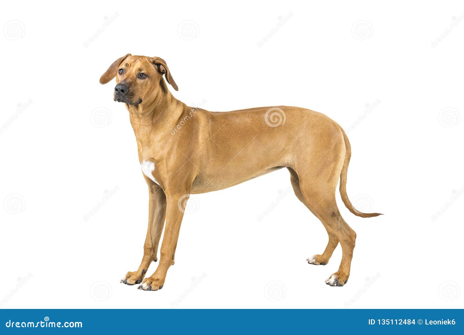 Portrait Of A Rhodesian Ridgeback Stock Photography | CartoonDealer.com ...