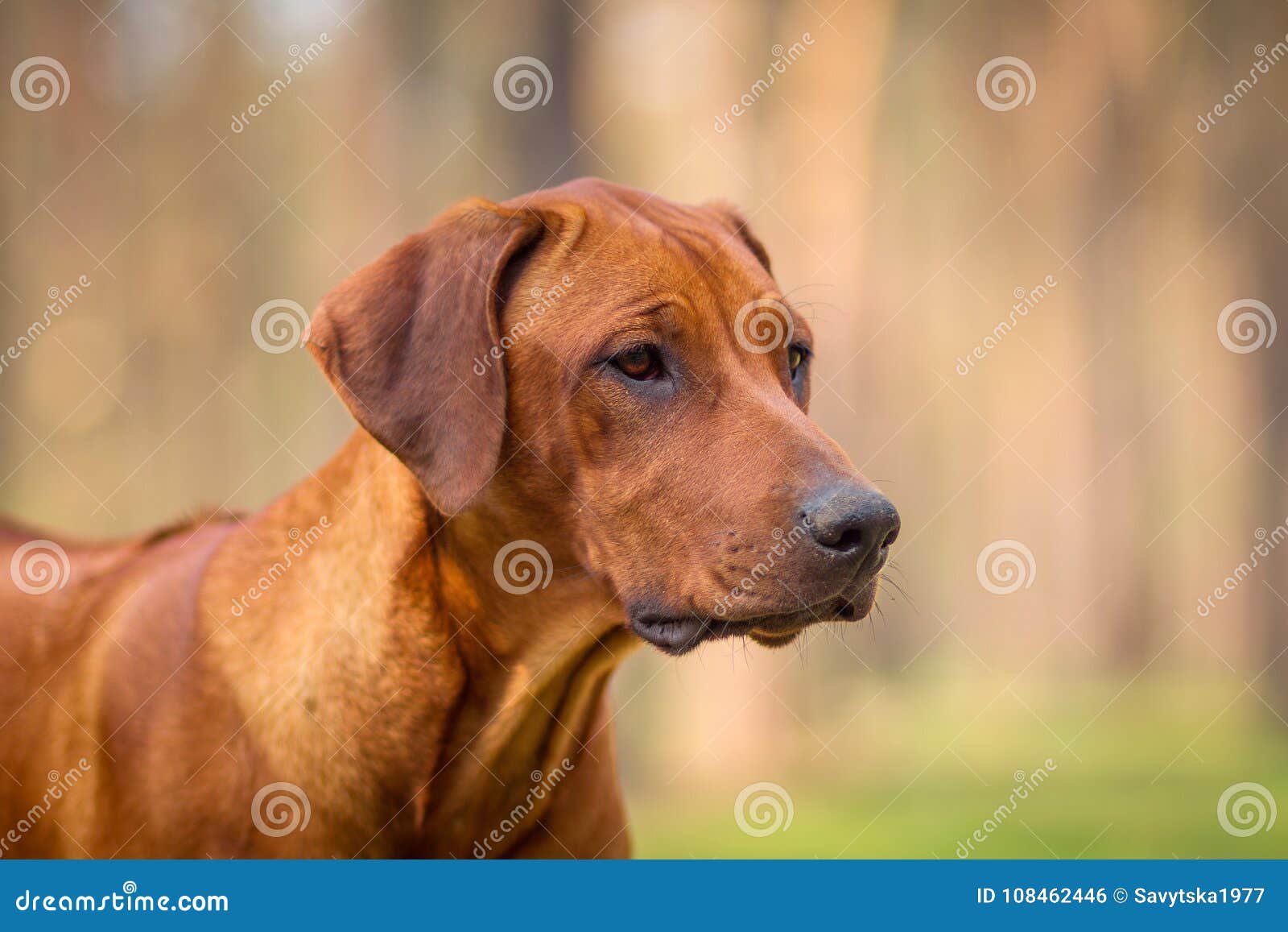 Portrait of a Rhodesian Ridgeback Stock Photo - Image of afternoon ...