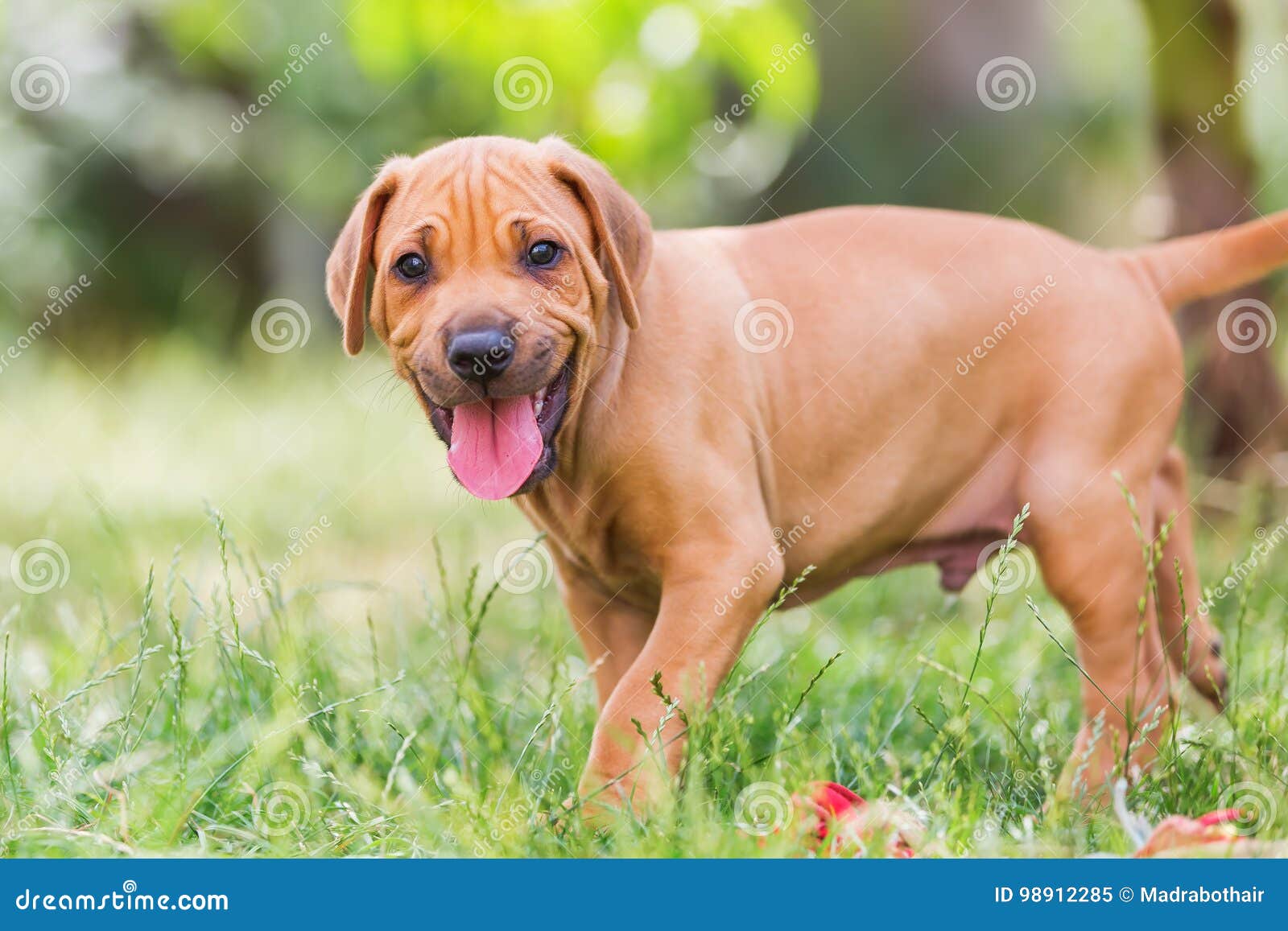 Portrait of a Rhodesian Ridgeback Puppy Stock Image - Image of cute ...