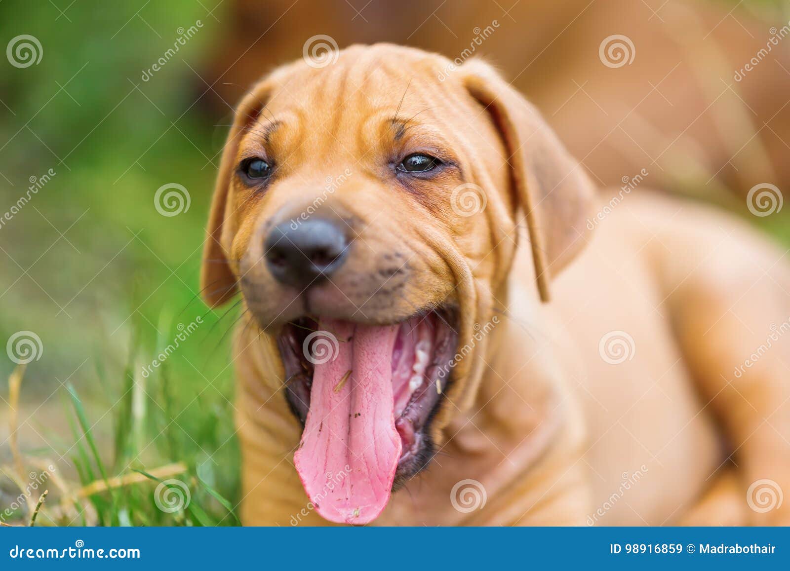 Portrait of a Rhodesian Ridgeback Puppy Stock Image - Image of fluffy ...