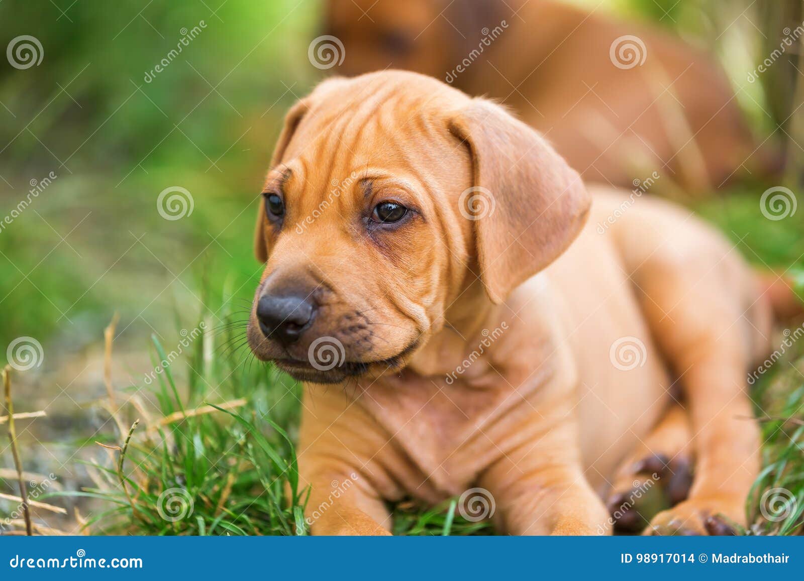 Portrait of a Rhodesian Ridgeback Puppy Stock Photo - Image of puppy ...
