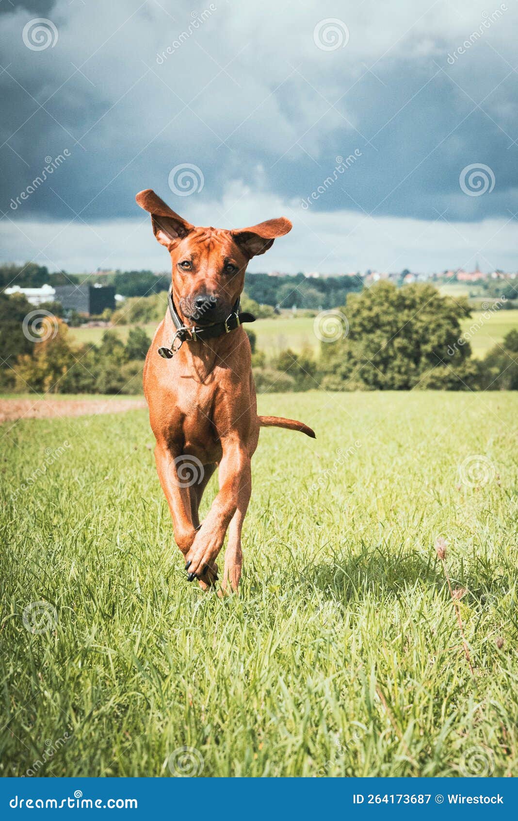 Portrait of a Rhodesian Ridgeback Running in a Field Under the Sunlight ...